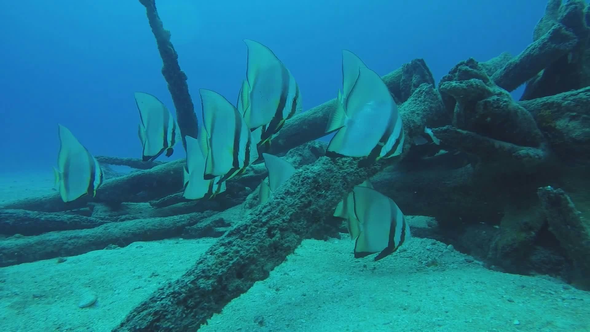 Lada Fish Videos, Download The BEST Free 4k Stock Video Footage & Lada ...