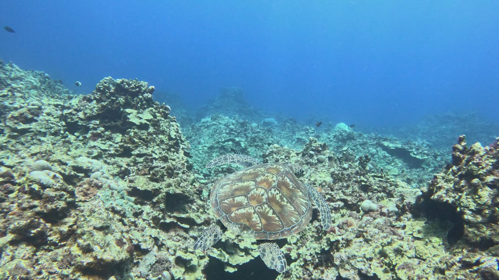 Sea Turtle Videos, Download The BEST Free 4k Stock Video Footage & Sea ...