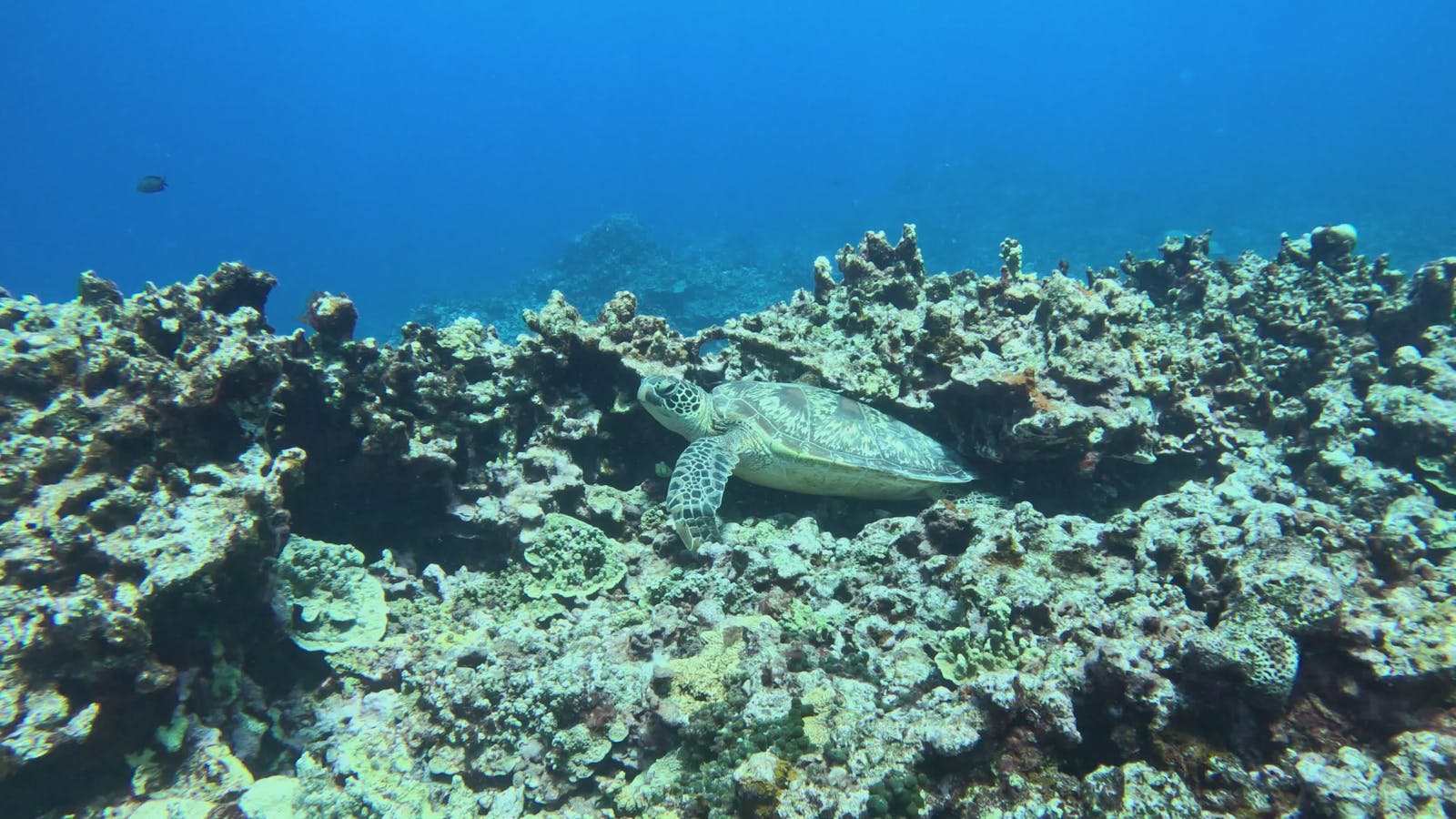 Sea Turtles Videos, Download The BEST Free 4k Stock Video Footage & Sea ...