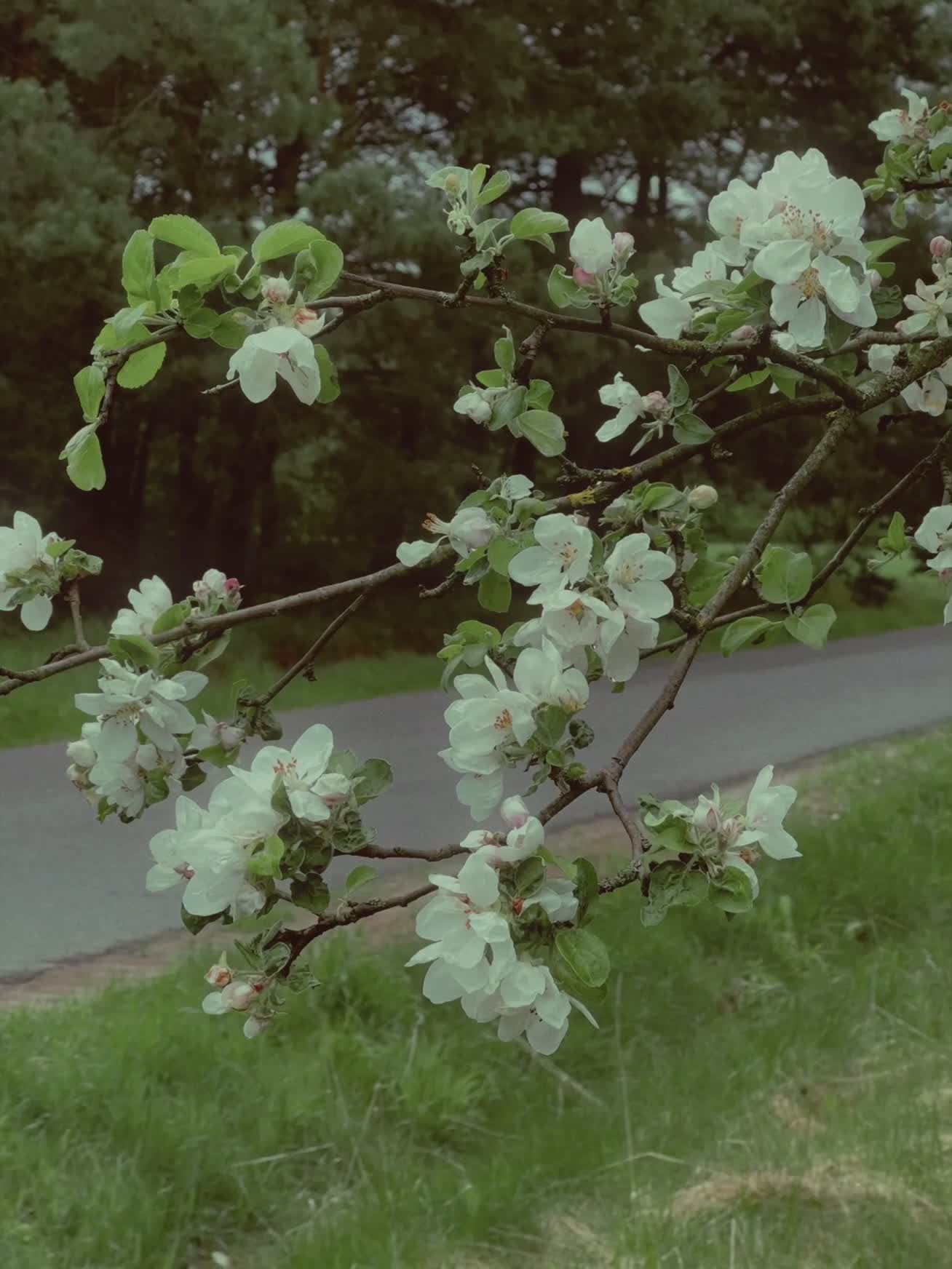 Flores Primaverales En Flor Meciéndose Con La Brisa · Vídeo de stock ...