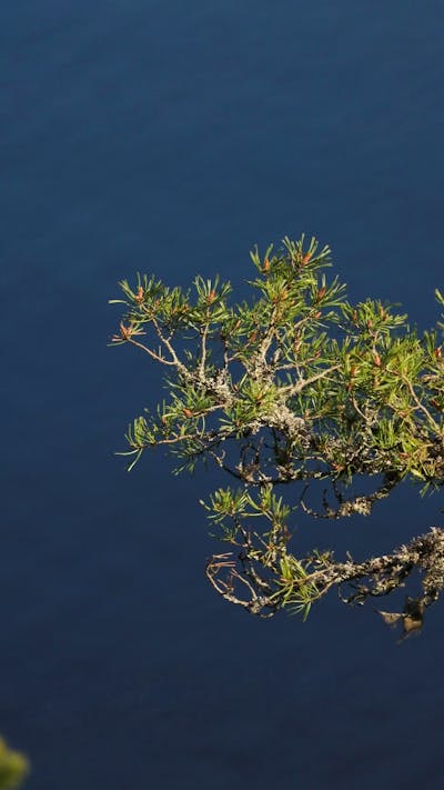 Calming Nature Videos, Download The BEST Free 4k Stock Video Footage ...