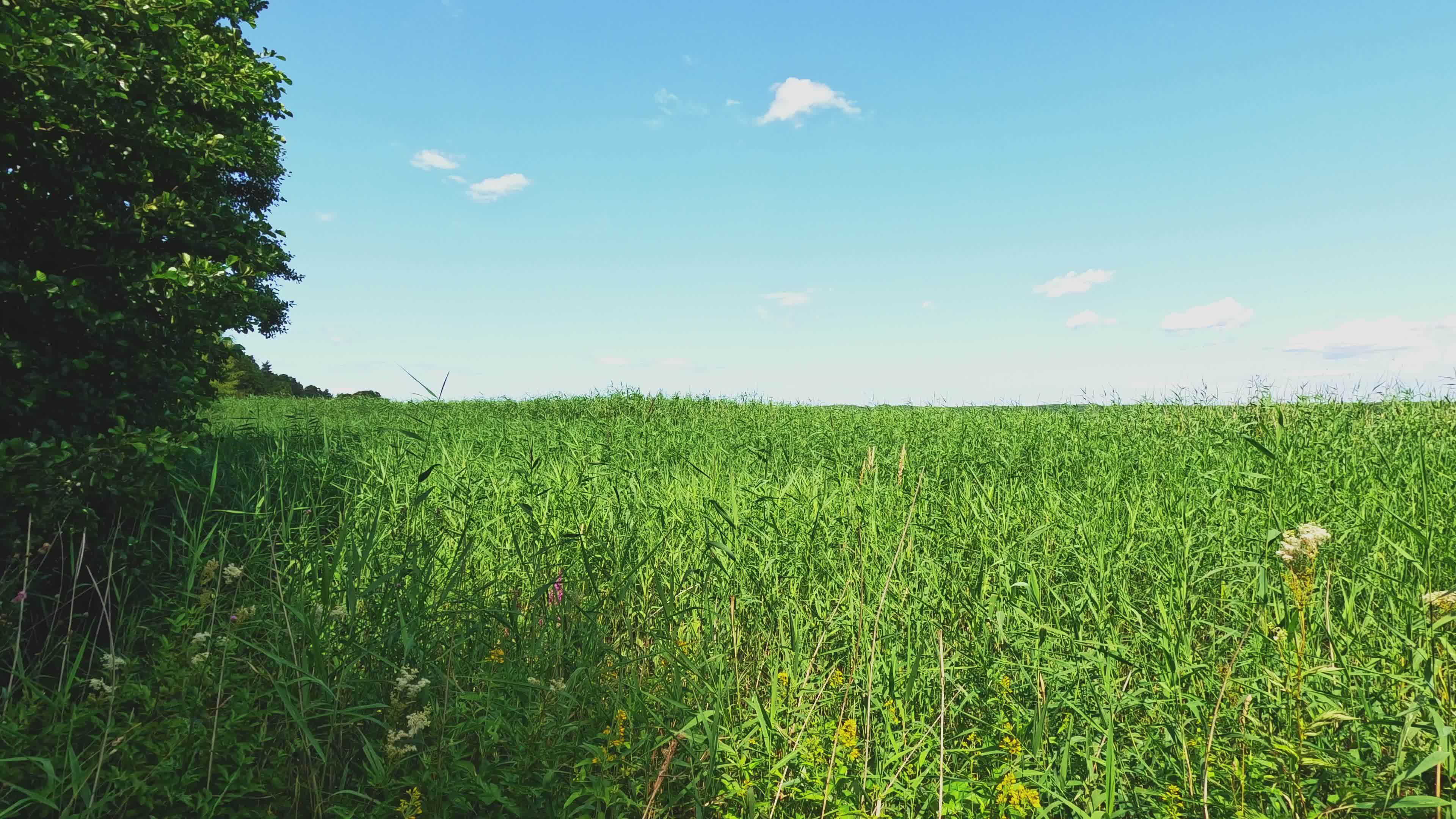 Lush Green Meadow in Blooming Spring Daytime Free Stock Video Footage ...