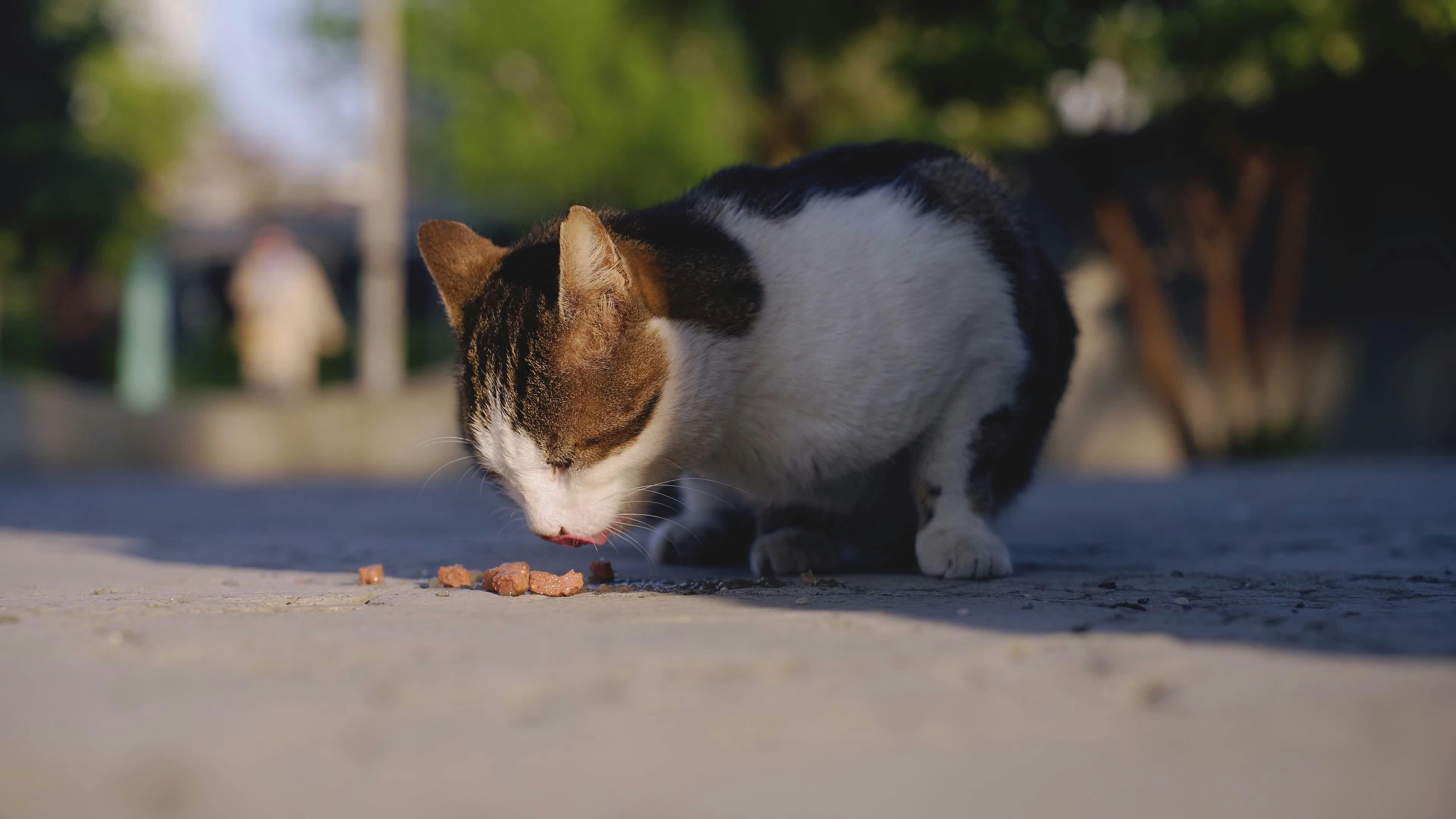 Cat Food Videos, Download The BEST Free 4k Stock Video Footage & Cat ...