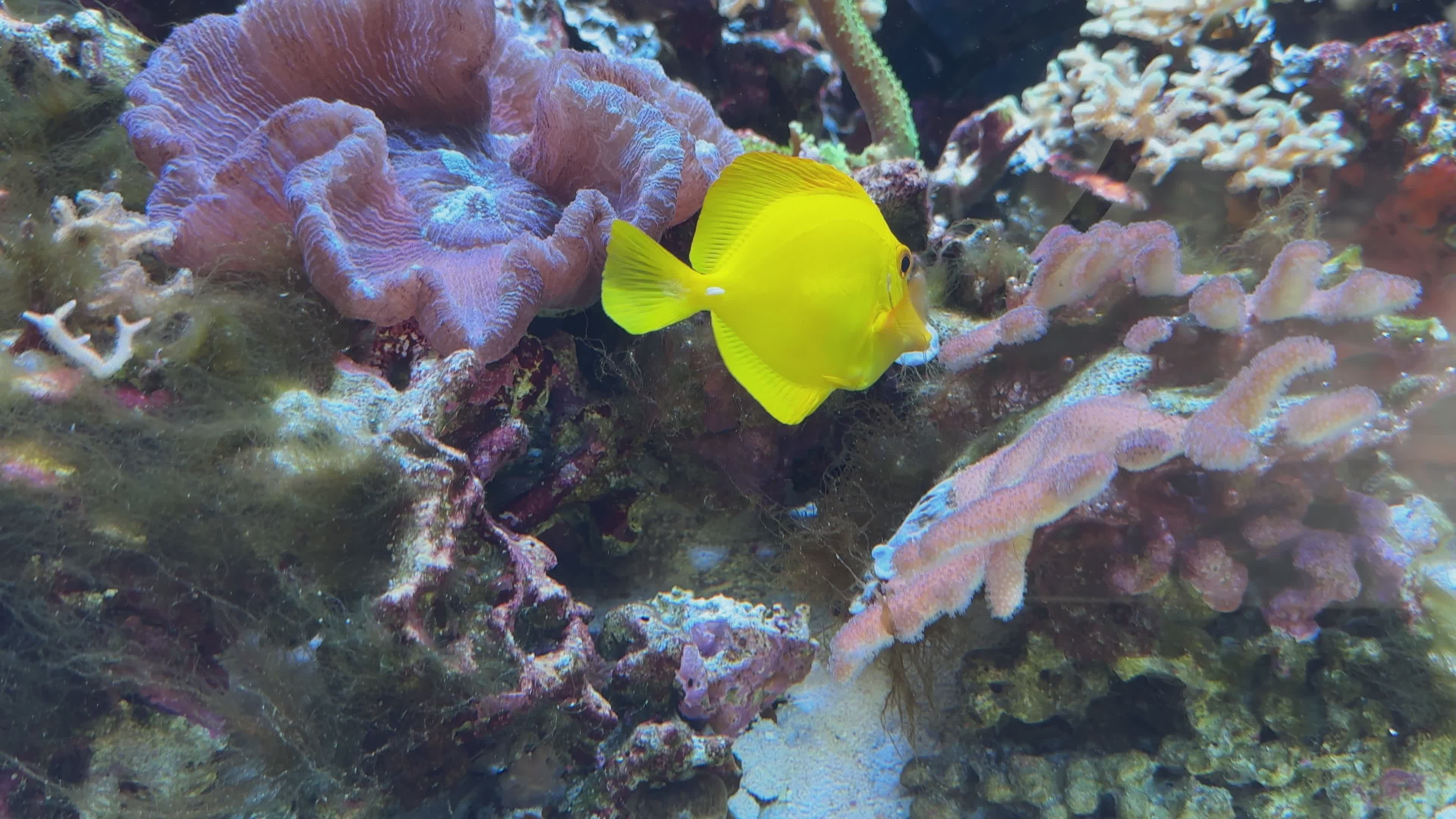 Vida Vibrante En El Arrecife Con Pez Cirujano Amarillo En El Acuario ...