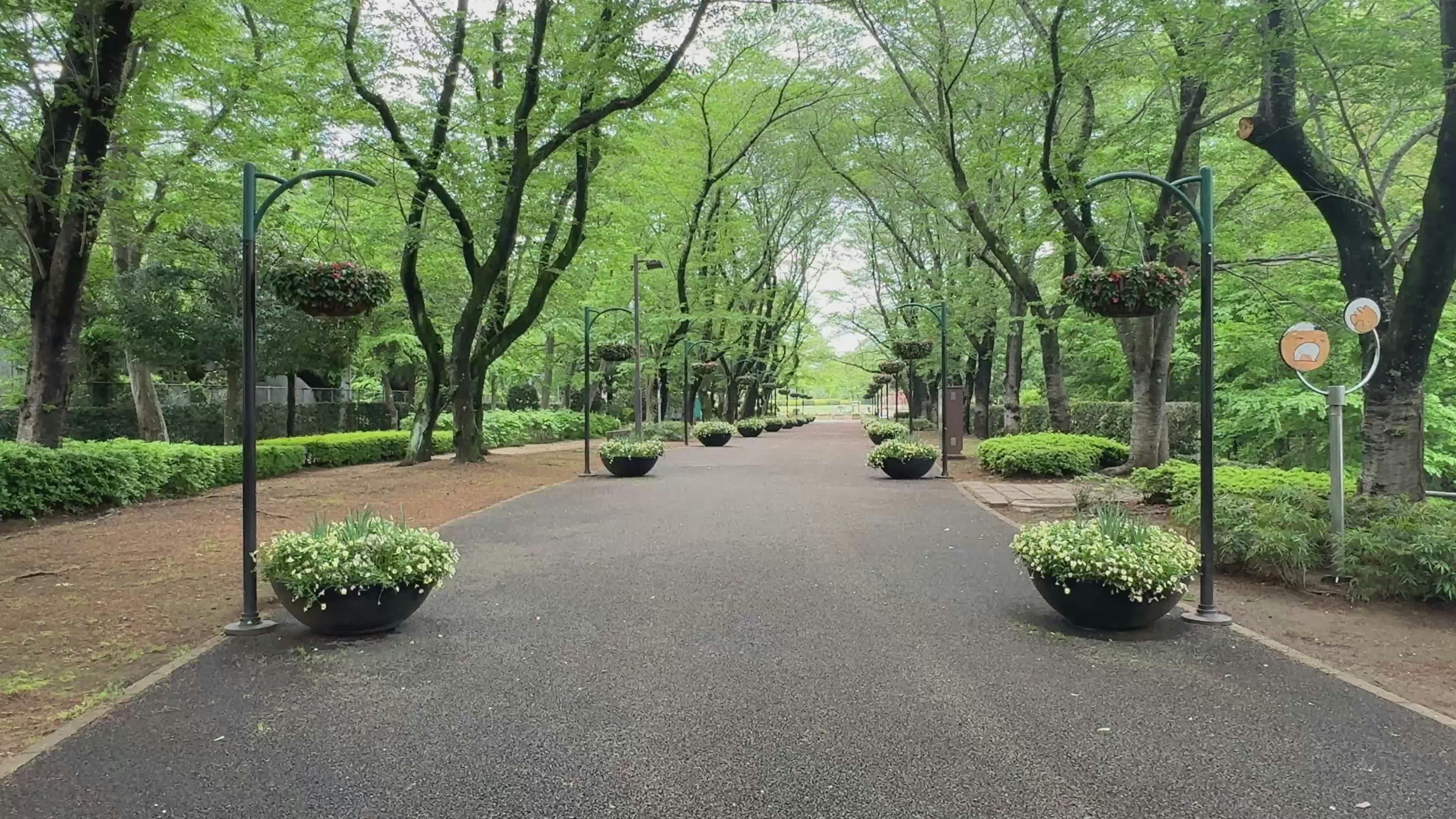 Tranquil Tree-Lined Walkway in Spring Free Stock Video Footage, Royalty ...