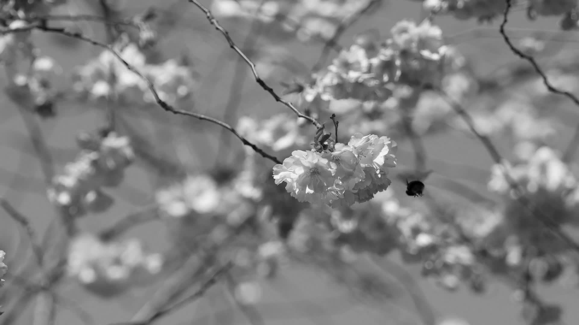 Nostalgic Nature Videos, Download The BEST Free 4k Stock Video Footage ...