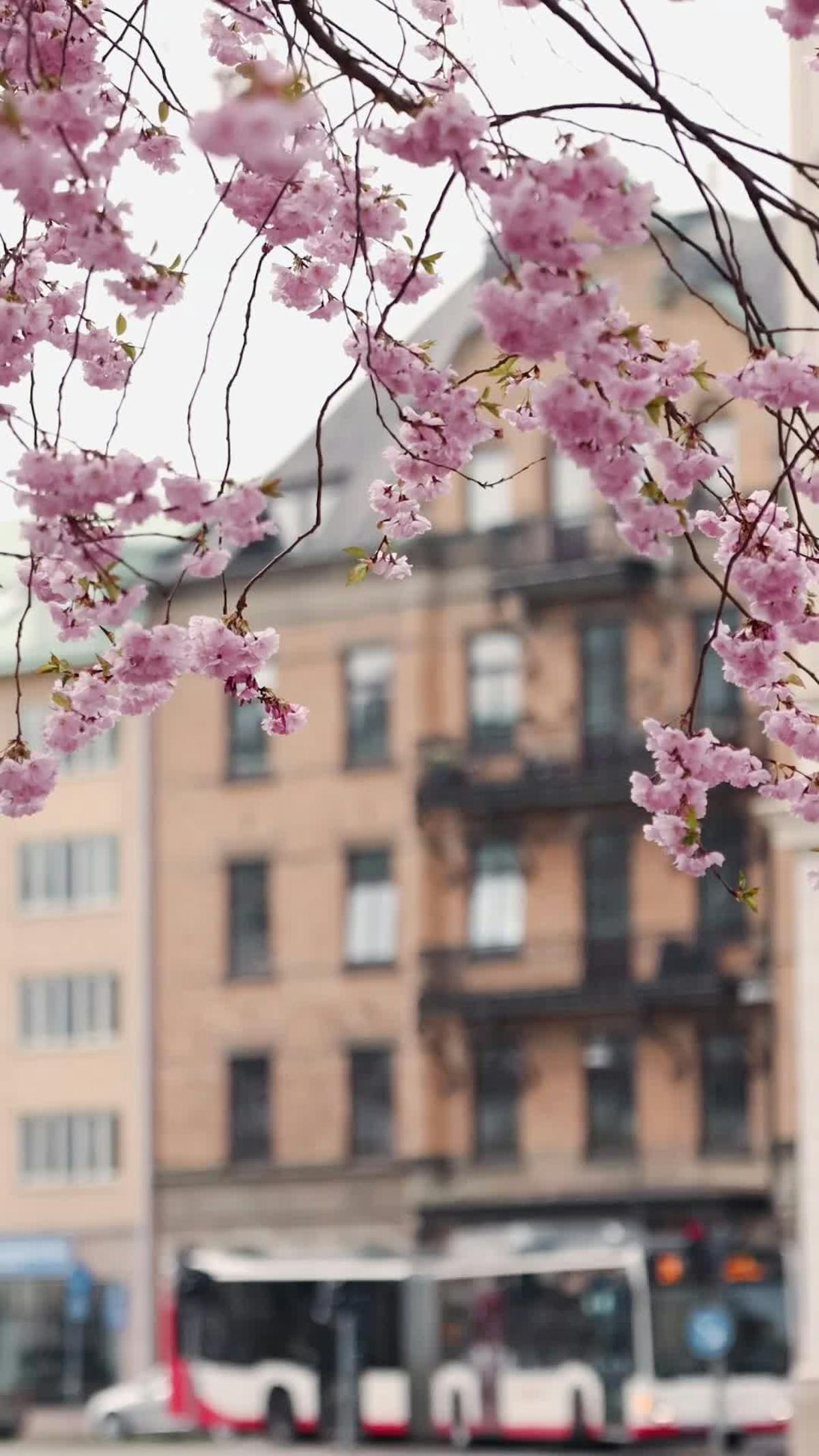 Videos Pixabay Videos, Download The BEST Free 4k Stock Video Footage ...