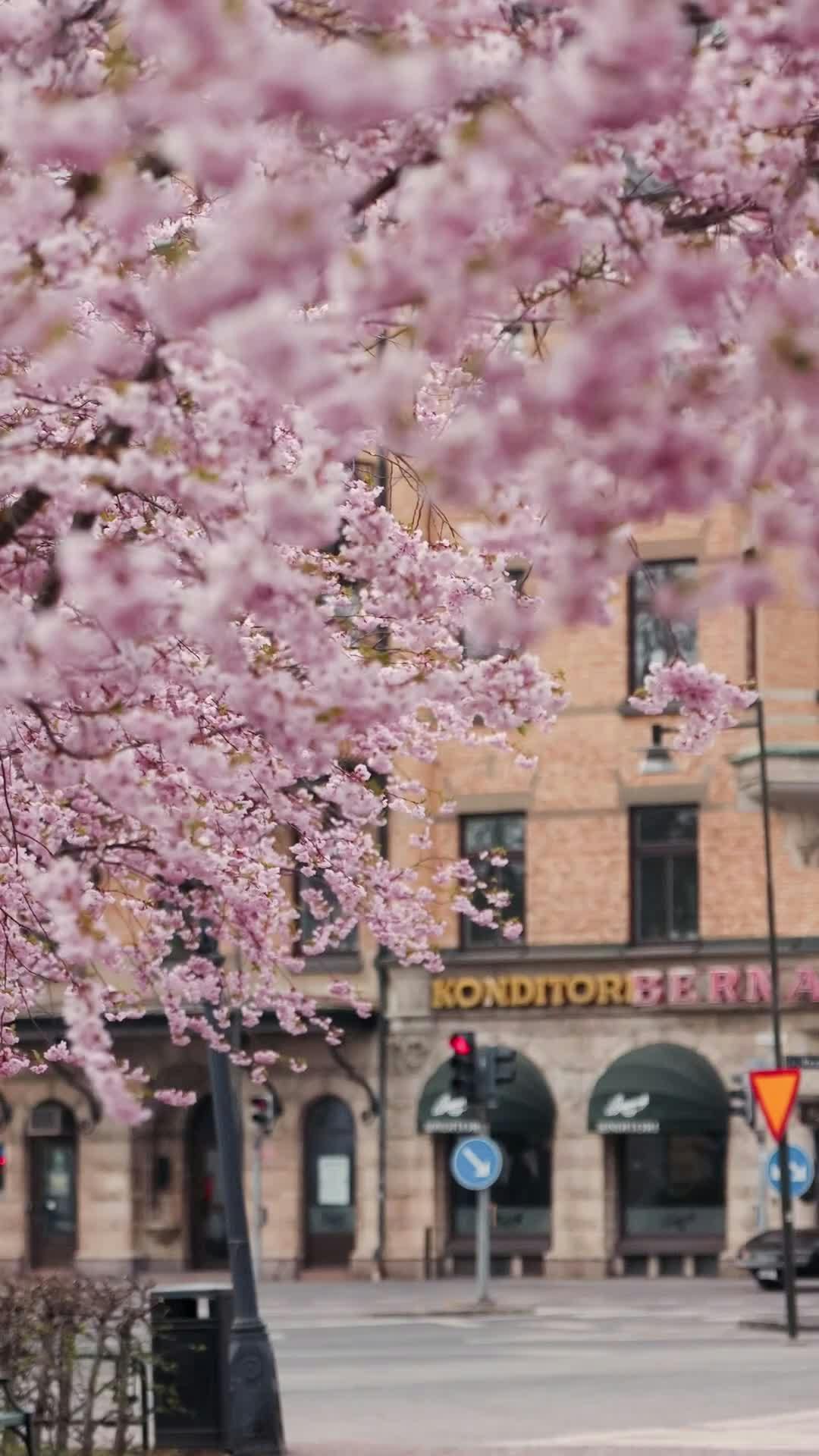 Pixabay Video Videos, Download The BEST Free 4k Stock Video Footage ...