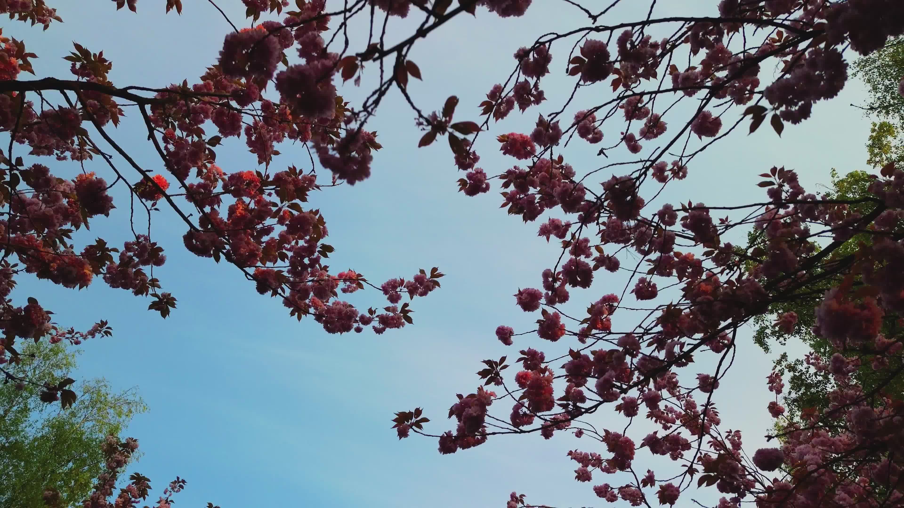 Scenic Cherry Blossom Canopy Against Blue Sky Free Stock Video Footage ...
