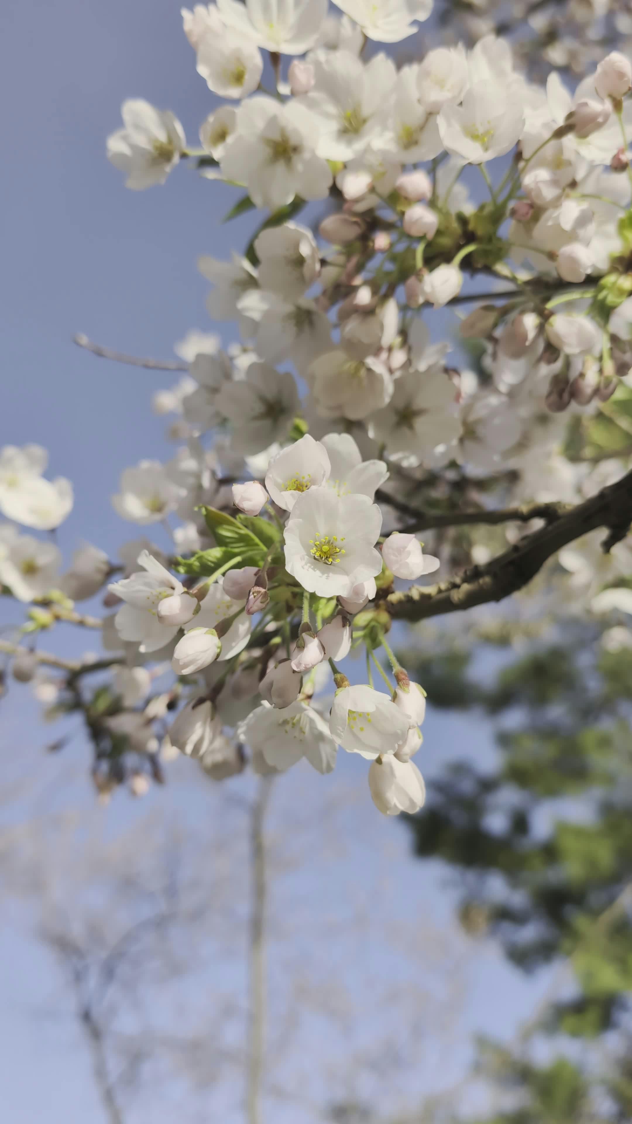 Season Bloom Videos, Download The BEST Free 4k Stock Video Footage ...