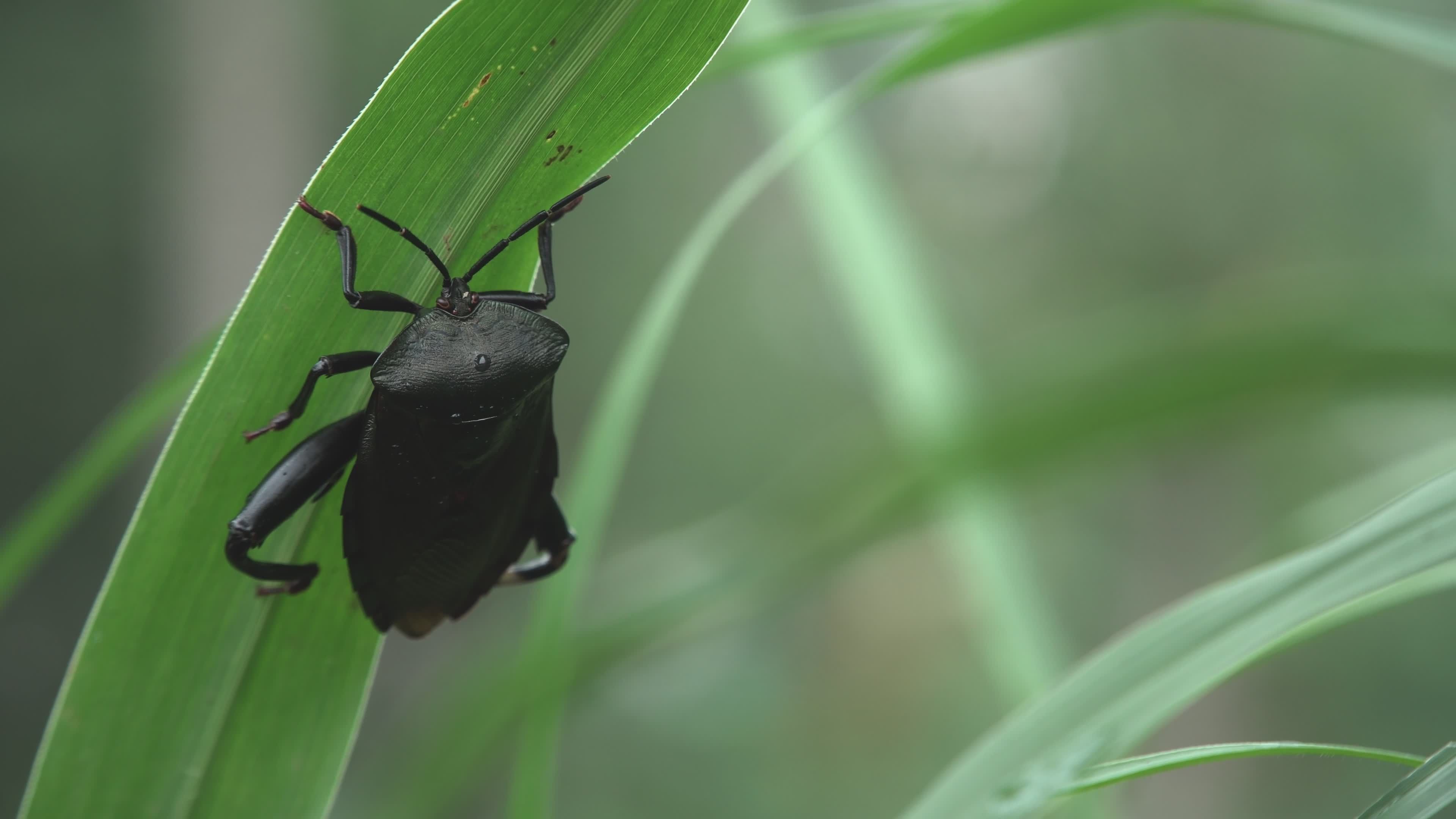 Bug Parcaciklari Videos, Download The BEST Free 4k Stock Video Footage ...