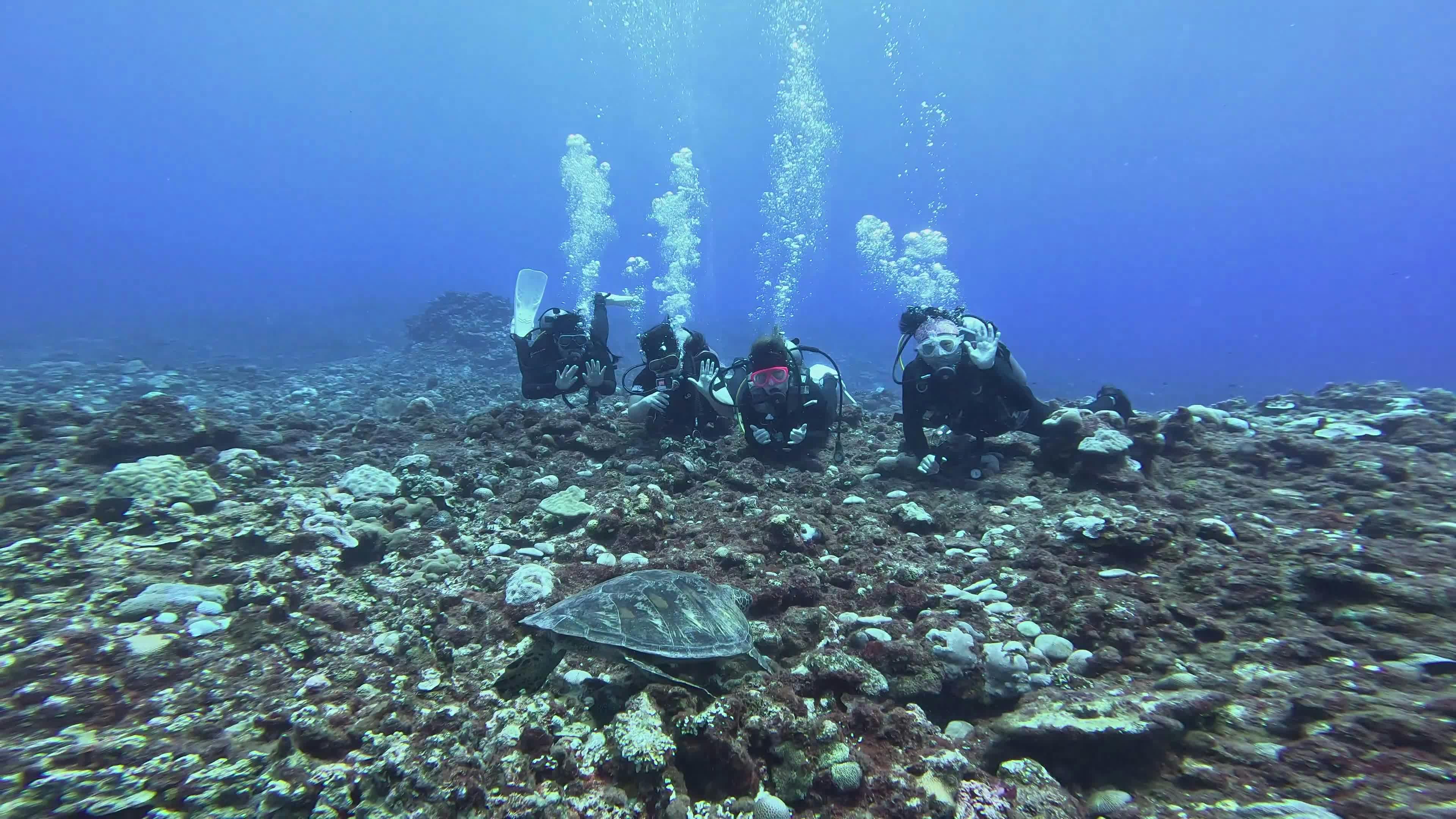 Australia Turtle Videos, Download The BEST Free 4k Stock Video Footage ...