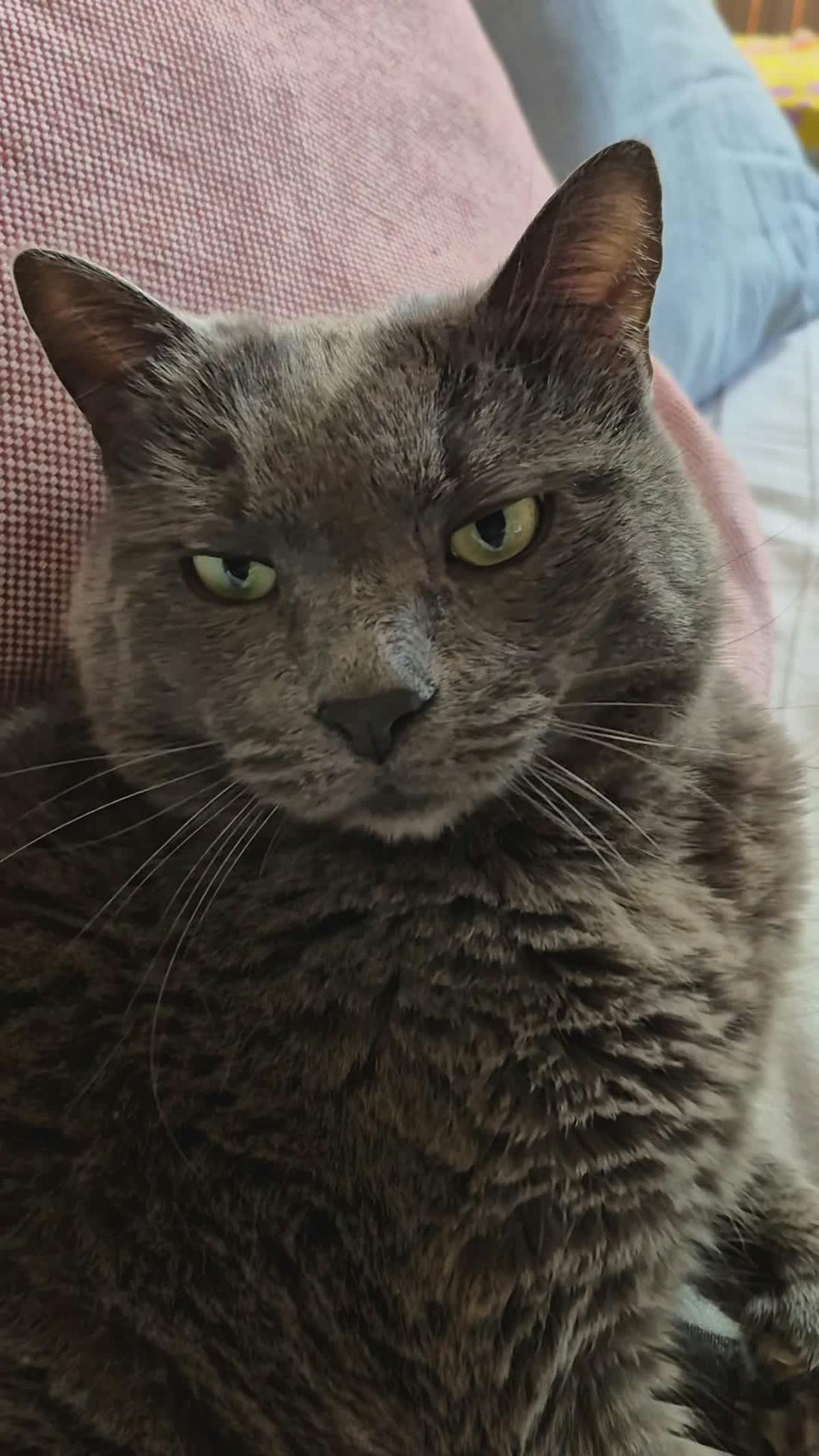 Cat Attitude Videos, Download The BEST Free 4k Stock Video Footage ...