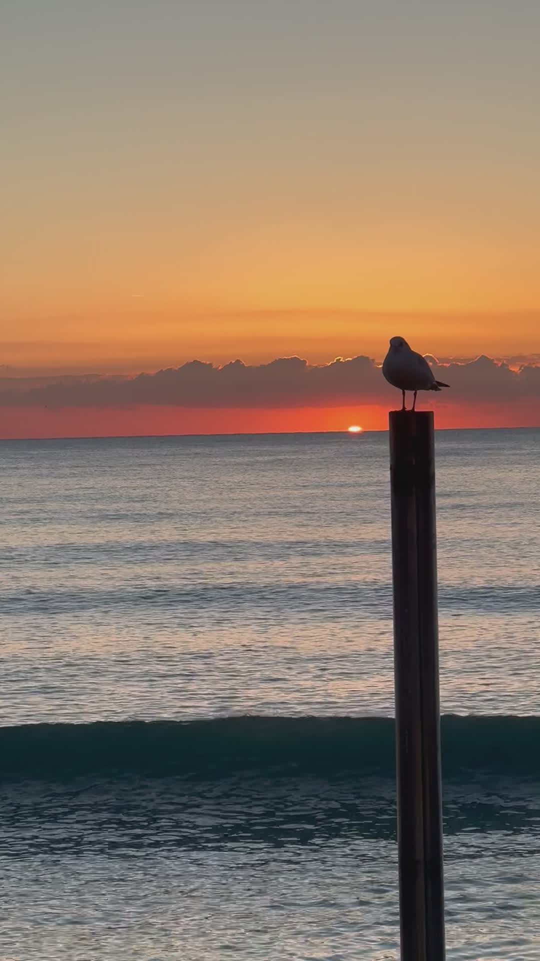 Bird Pillar Videos, Download The BEST Free 4k Stock Video Footage ...