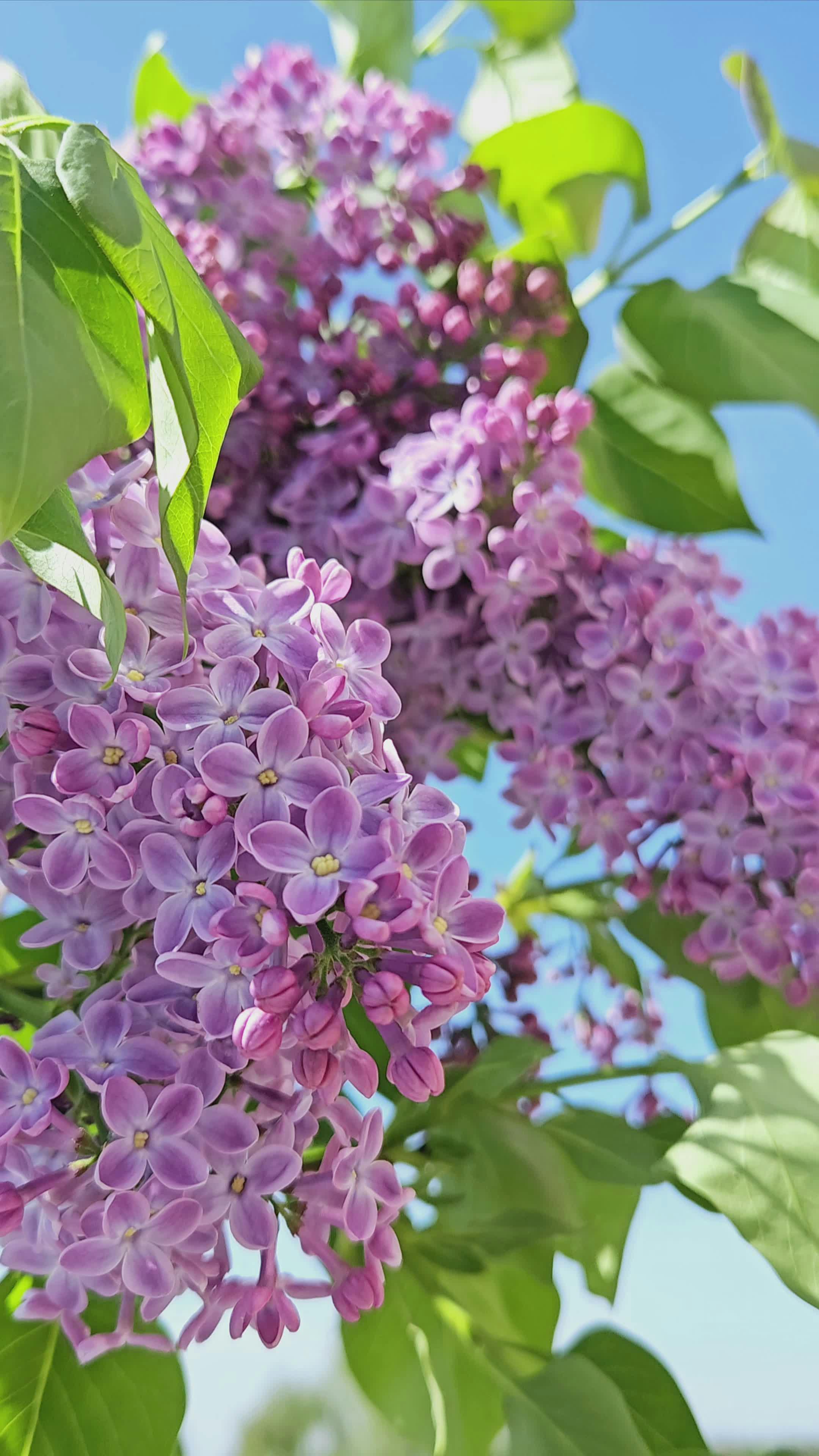 Fragrants Videos, Download The BEST Free 4k Stock Video Footage ...