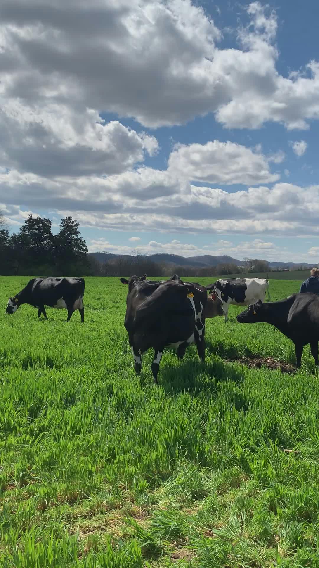 Cow 4e483a Videos, Download The BEST Free 4k Stock Video Footage & Cow ...