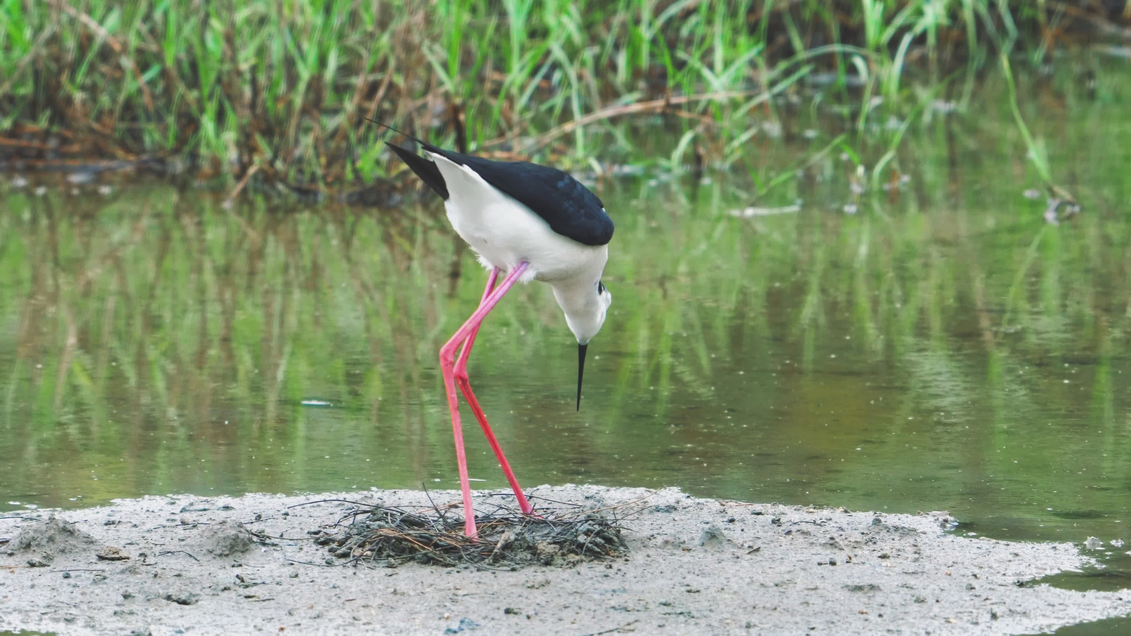 Patient Bird Videos, Download The BEST Free 4k Stock Video Footage ...