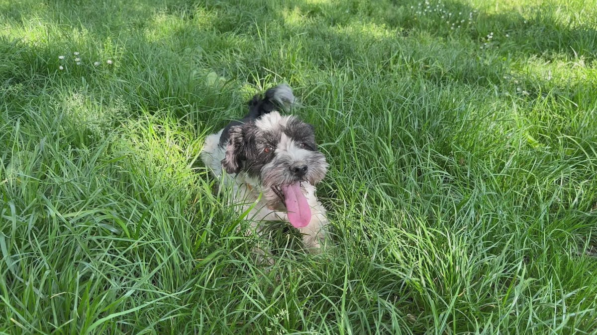 Mating Dog Videos, Download The BEST Free 4k Stock Video Footage ...