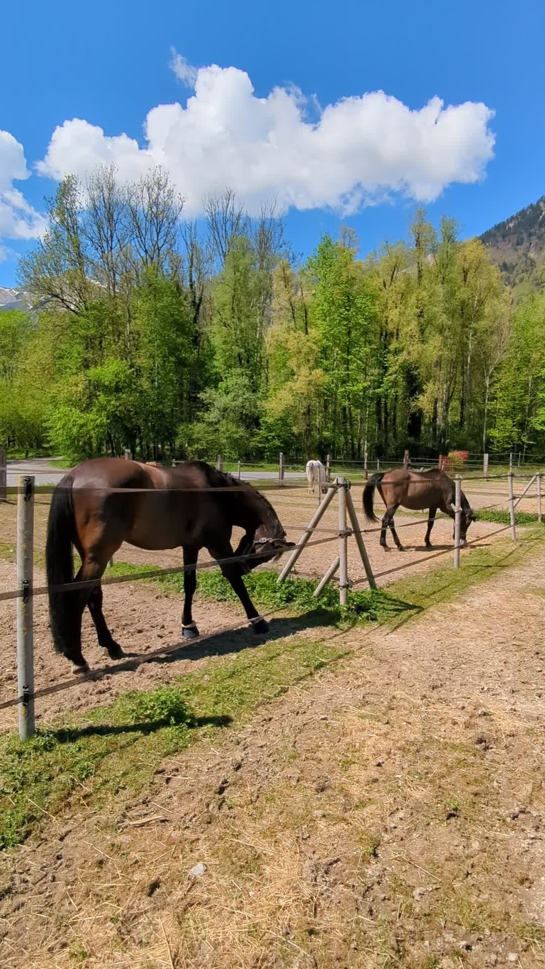 Caballos Pastando Tranquilamente En Un Prado Abierto · Vídeo de stock ...