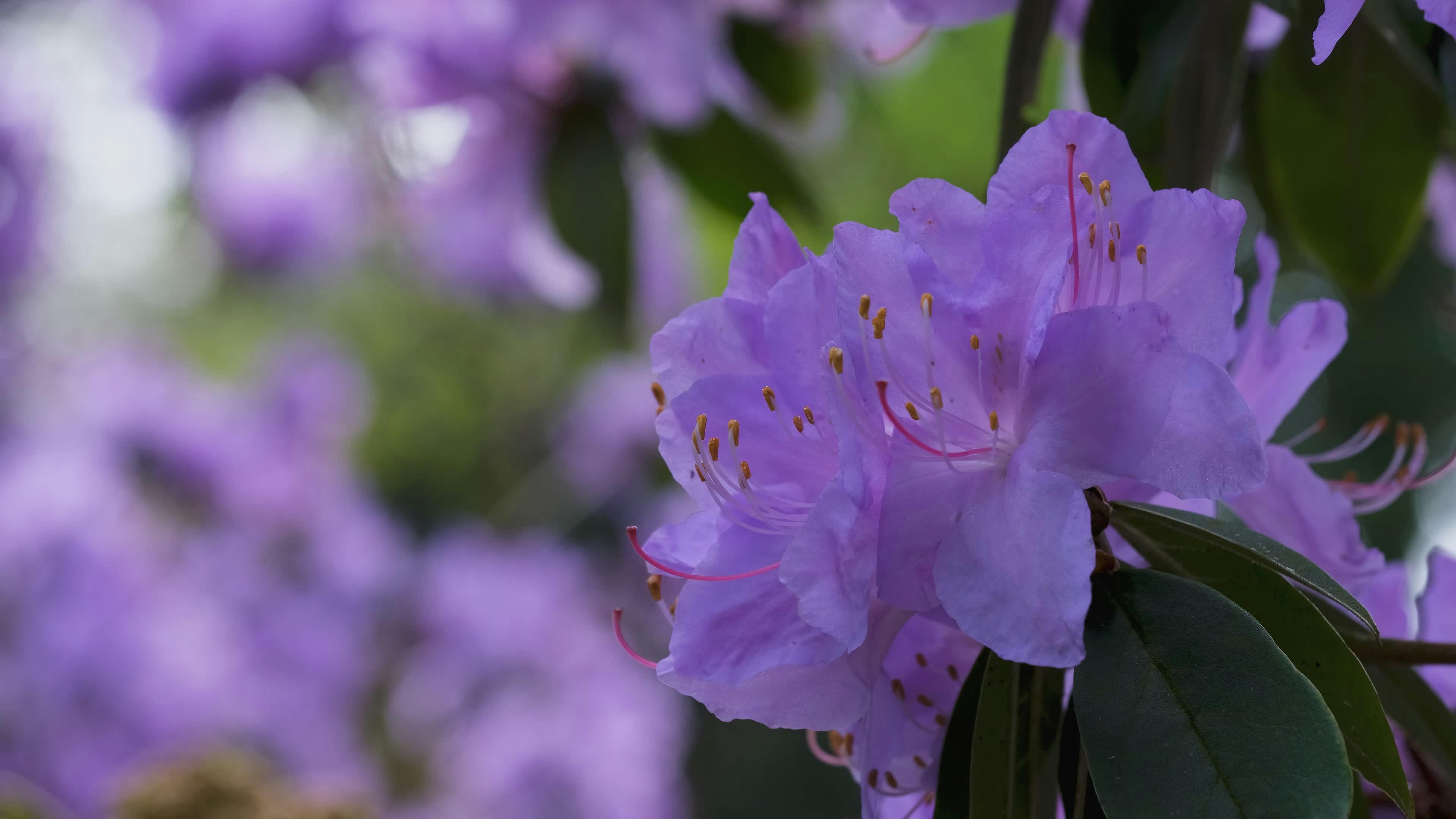Flower Blossoming Videos, Download The BEST Free 4k Stock Video Footage ...