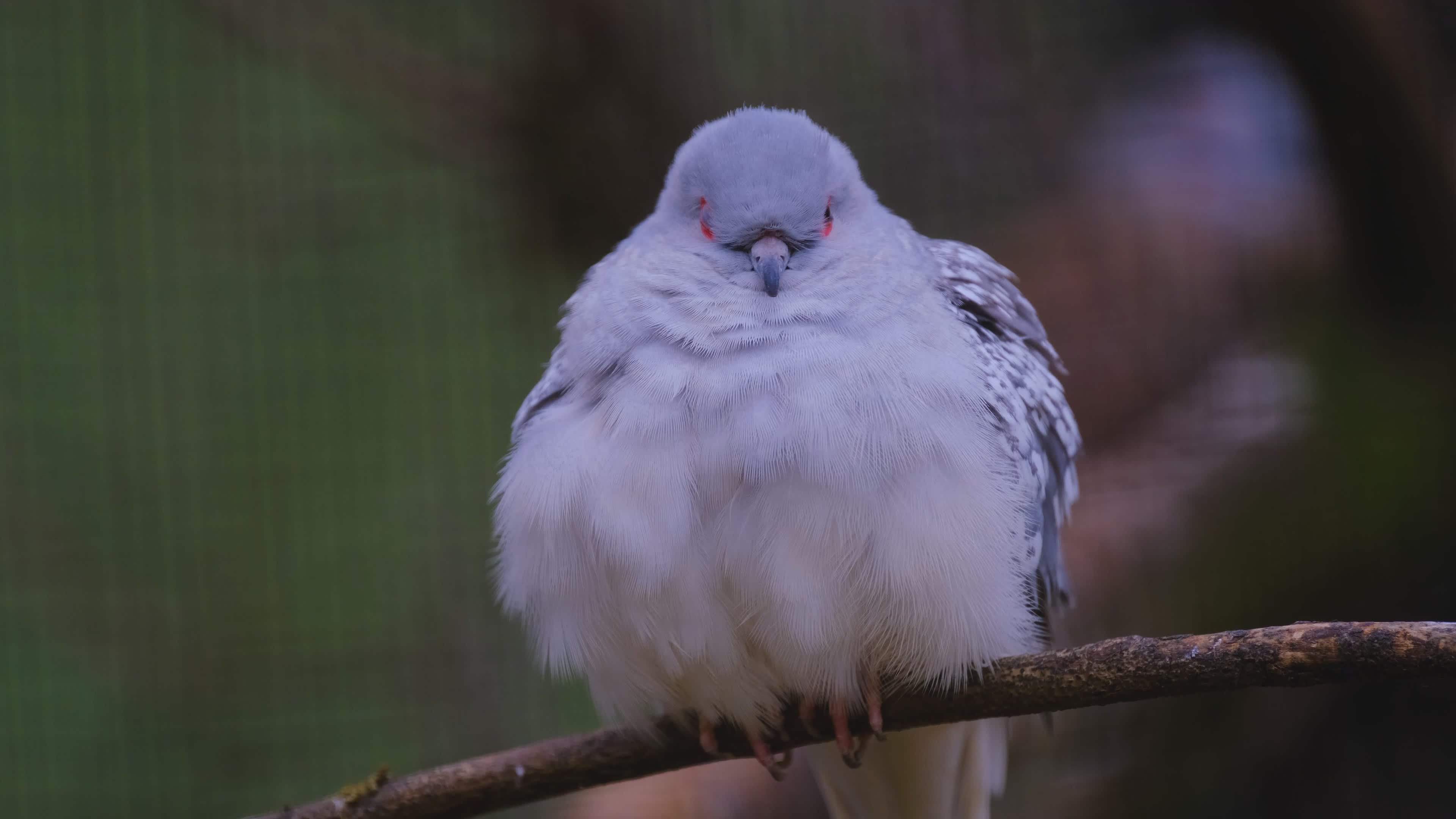 Close-Up of Fluffy Pigeon on Branch in Nature Free Stock Video Footage ...