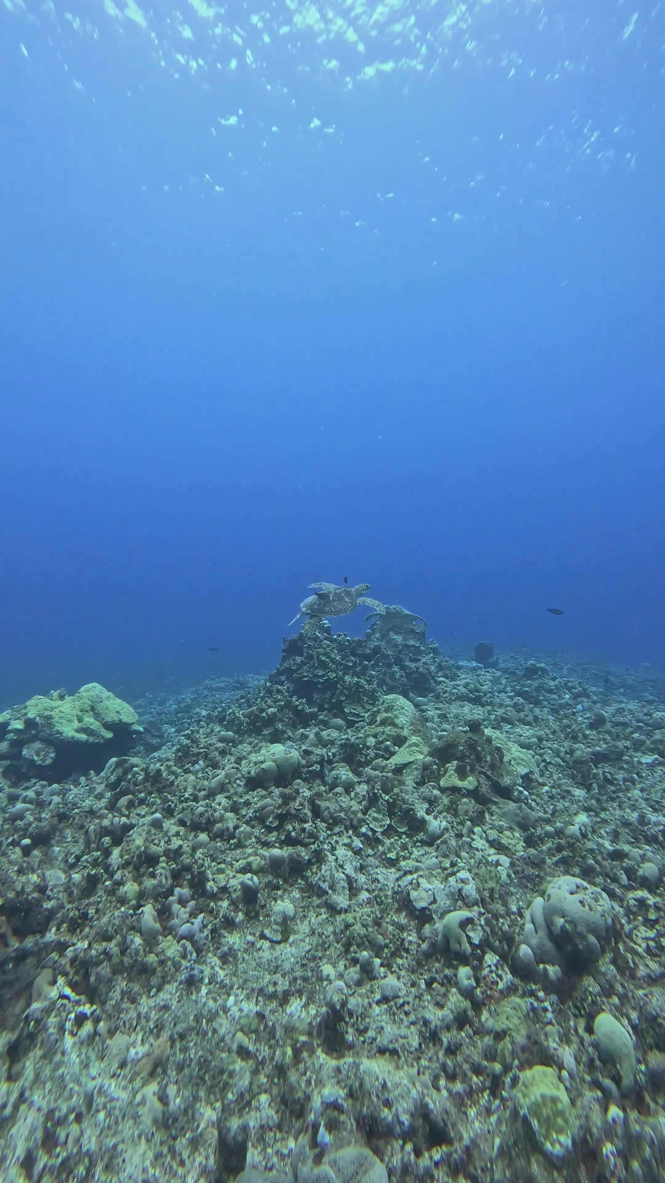 Underwater Diving Videos, Download The BEST Free 4k Stock Video Footage ...