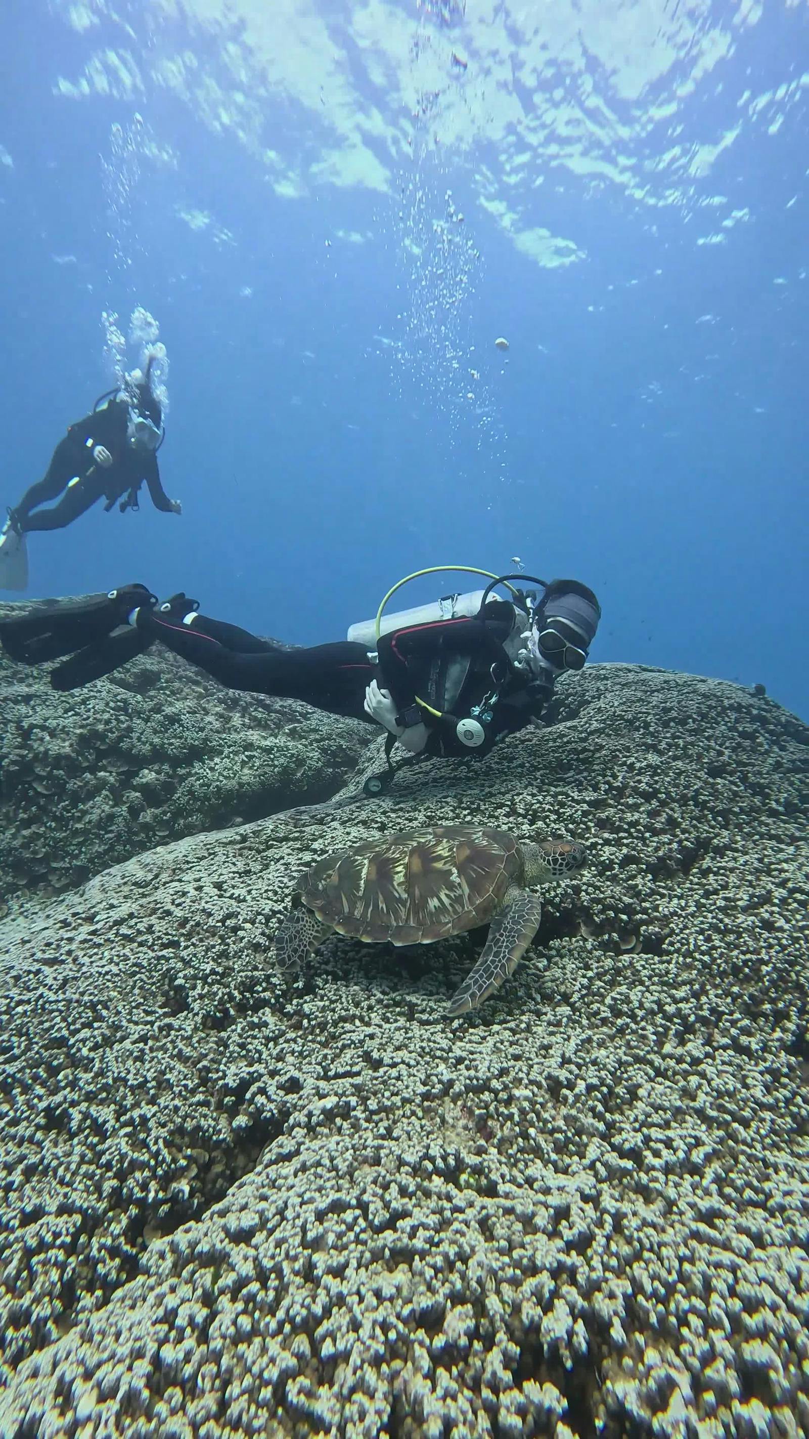 Sea Turtle Videos, Download The BEST Free 4k Stock Video Footage & Sea ...