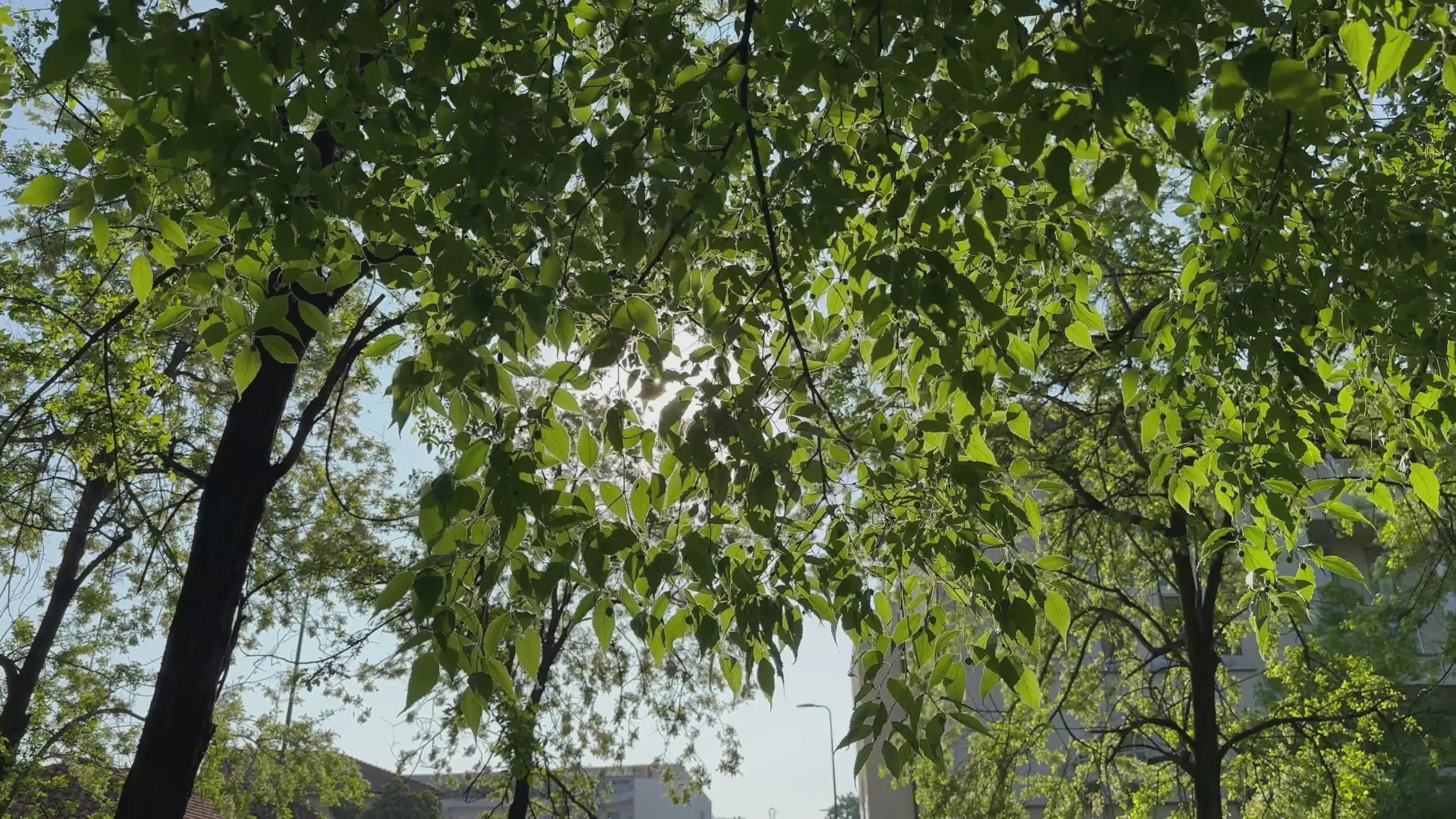 Tree Leaves Shading The Rays Of The Sun Free Stock Video Footage ...