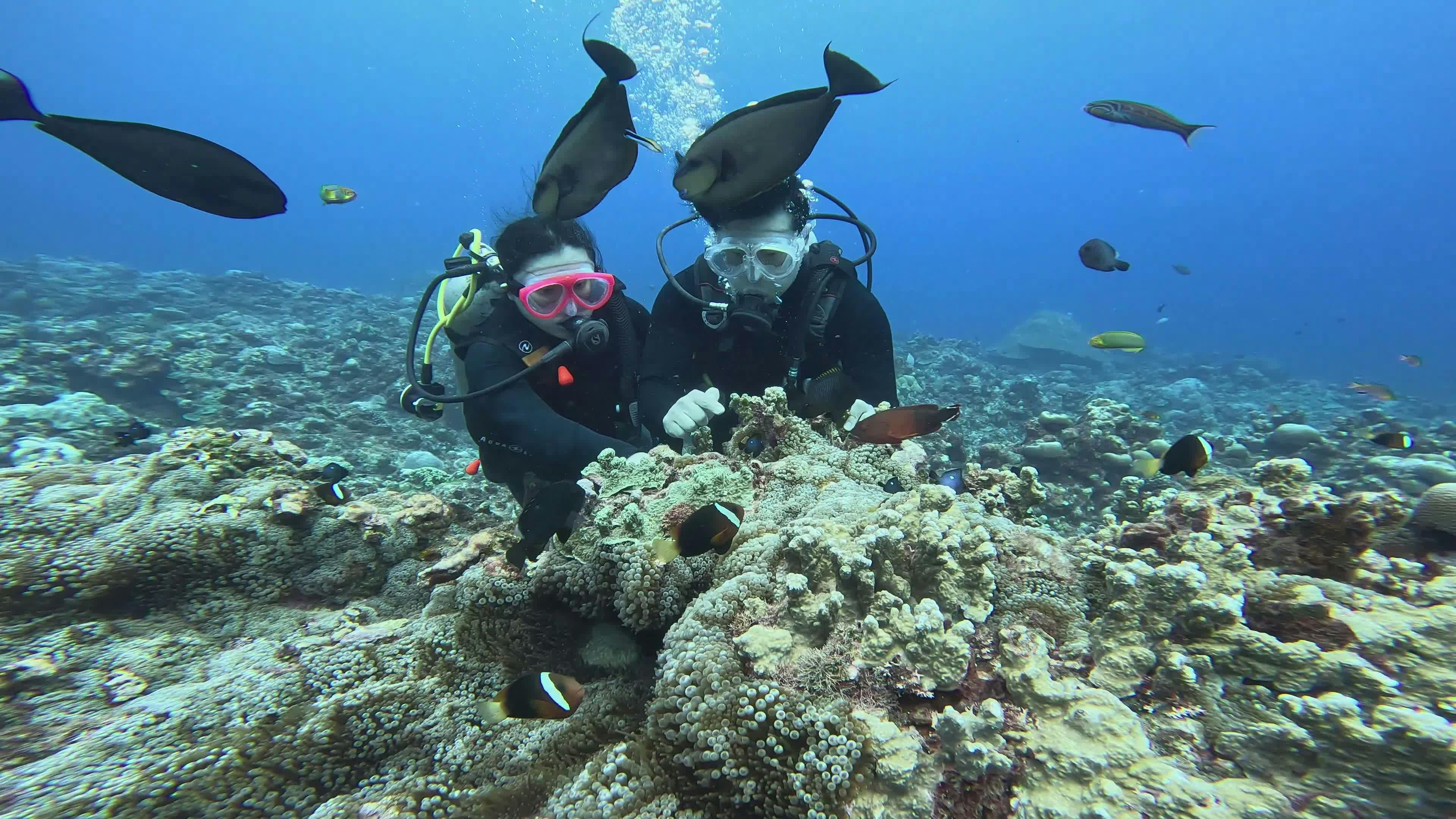 Scuba Diving Adventure with Vibrant Marine Life Free Stock Video ...