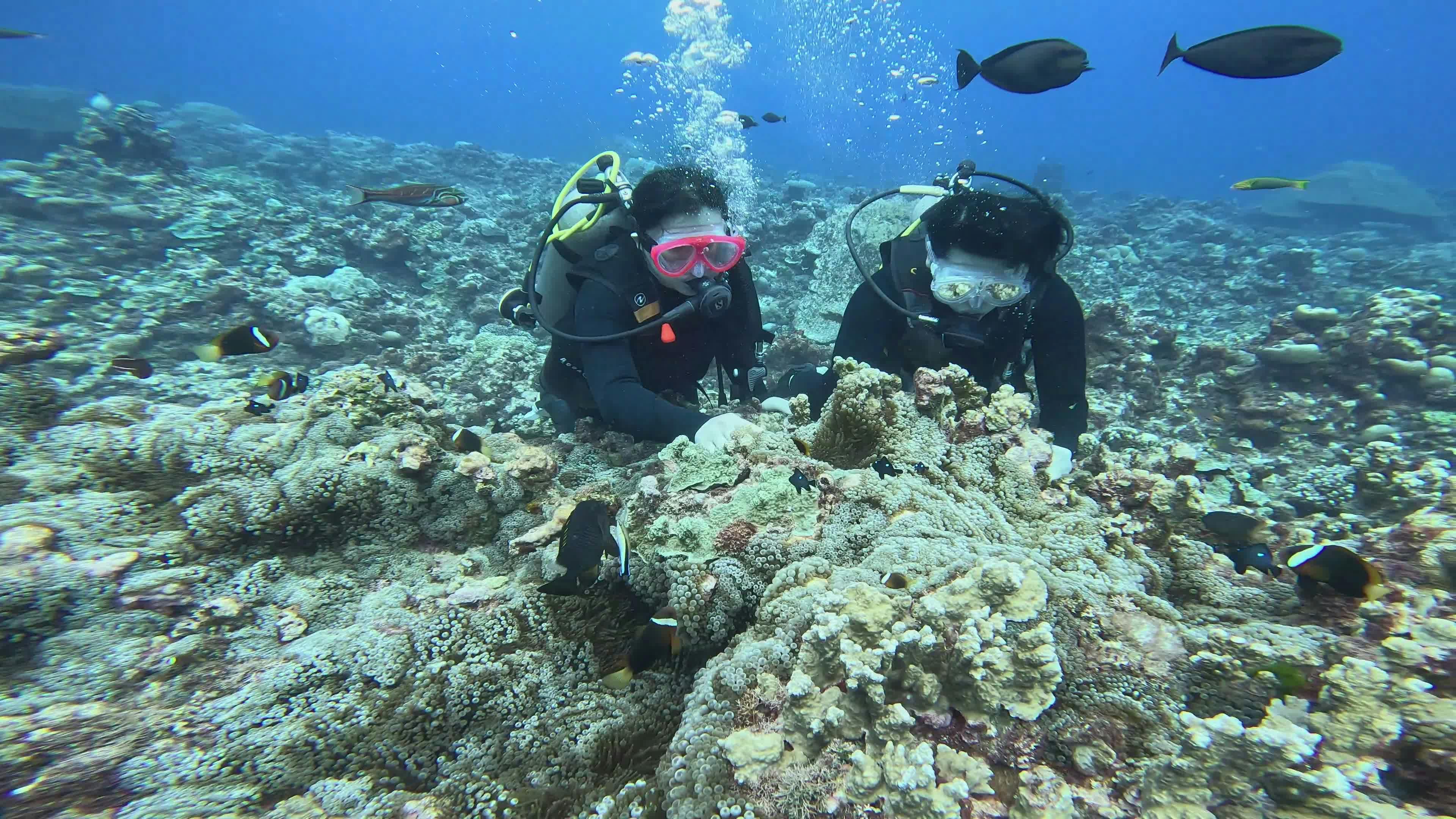 Underwater Scuba Diving Adventure with Marine Life Free Stock Video ...