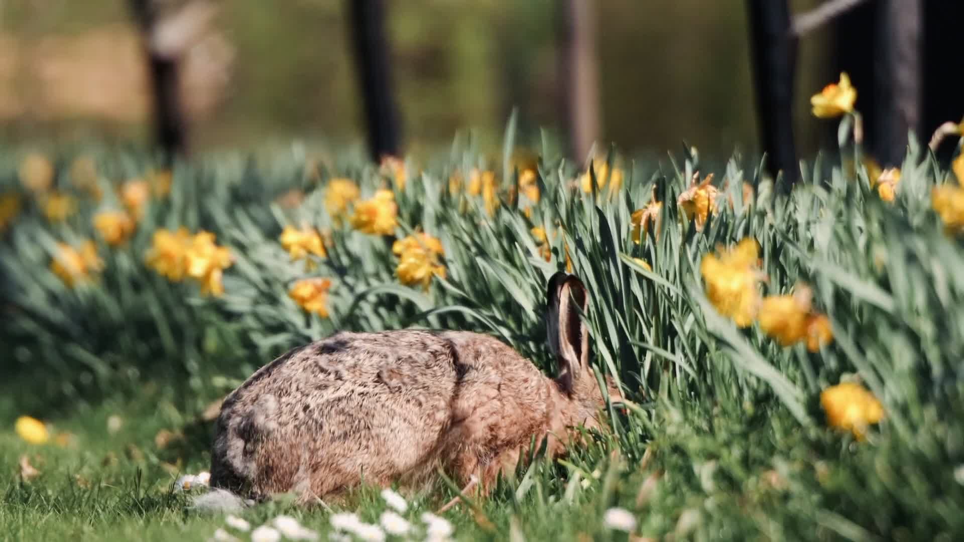 Wild Rabbit in a Lush Spring Meadow Free Stock Video Footage, Royalty ...