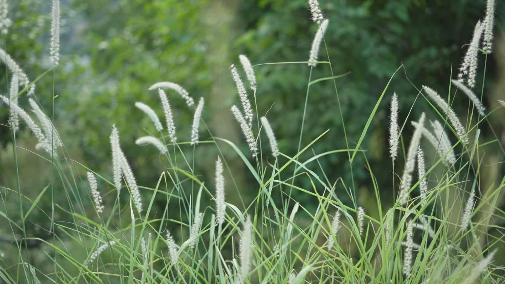 Plants In The Wind Videos, Download The BEST Free 4k Stock Video ...