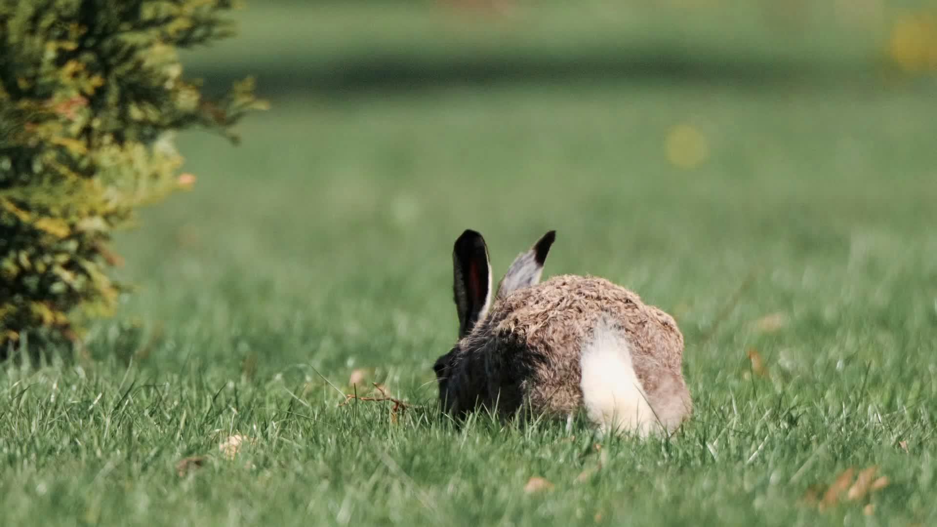 Wild Rabbit in Swedish Nature During Rain Free Stock Video Footage ...