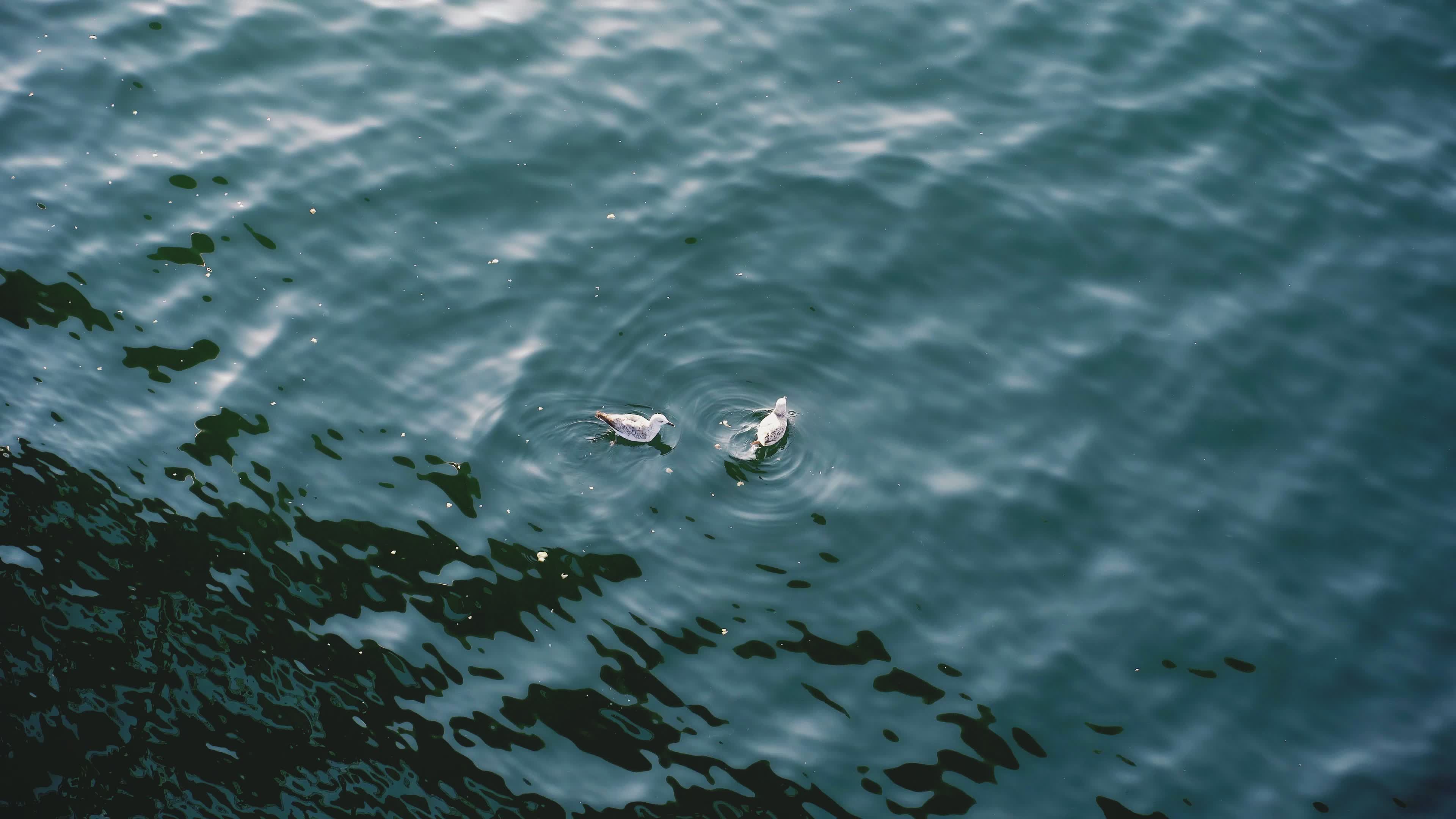 Peaceful Scene of Two Birds on Water Free Stock Video Footage, Royalty ...