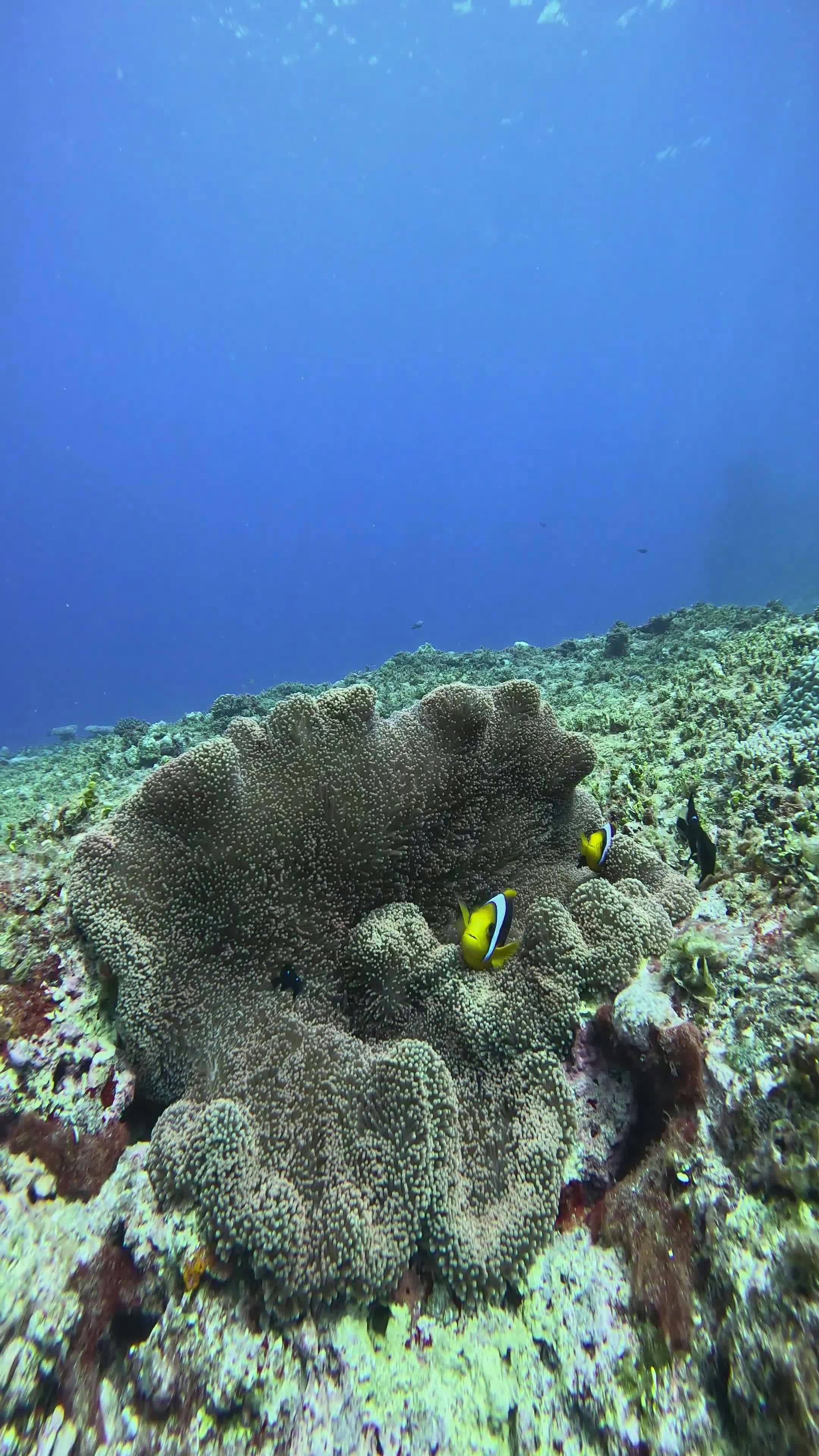 Nikel Videos, Download The BEST Free 4k Stock Video Footage & Nikel HD ...