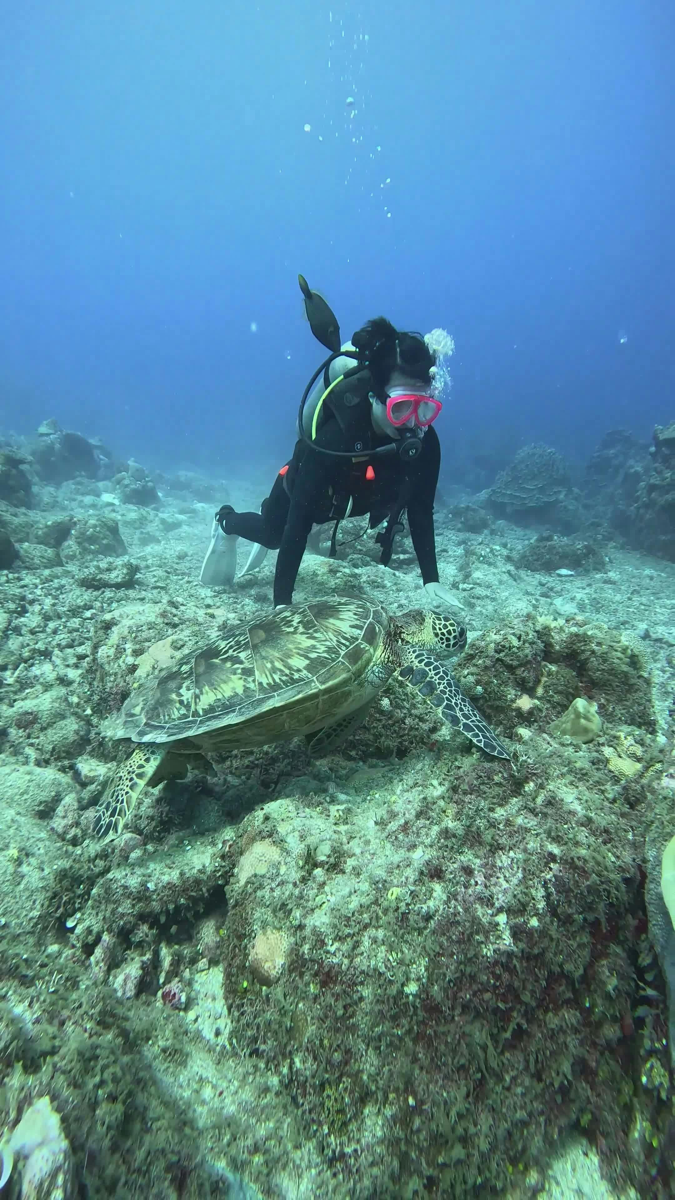 Scuba Diver Exploring with Sea Turtle Underwater Free Stock Video ...