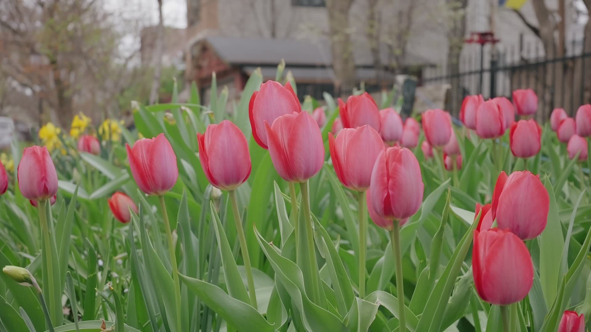 Vibrant Spring Tulips Blooming in Garden Free Stock Video Footage ...