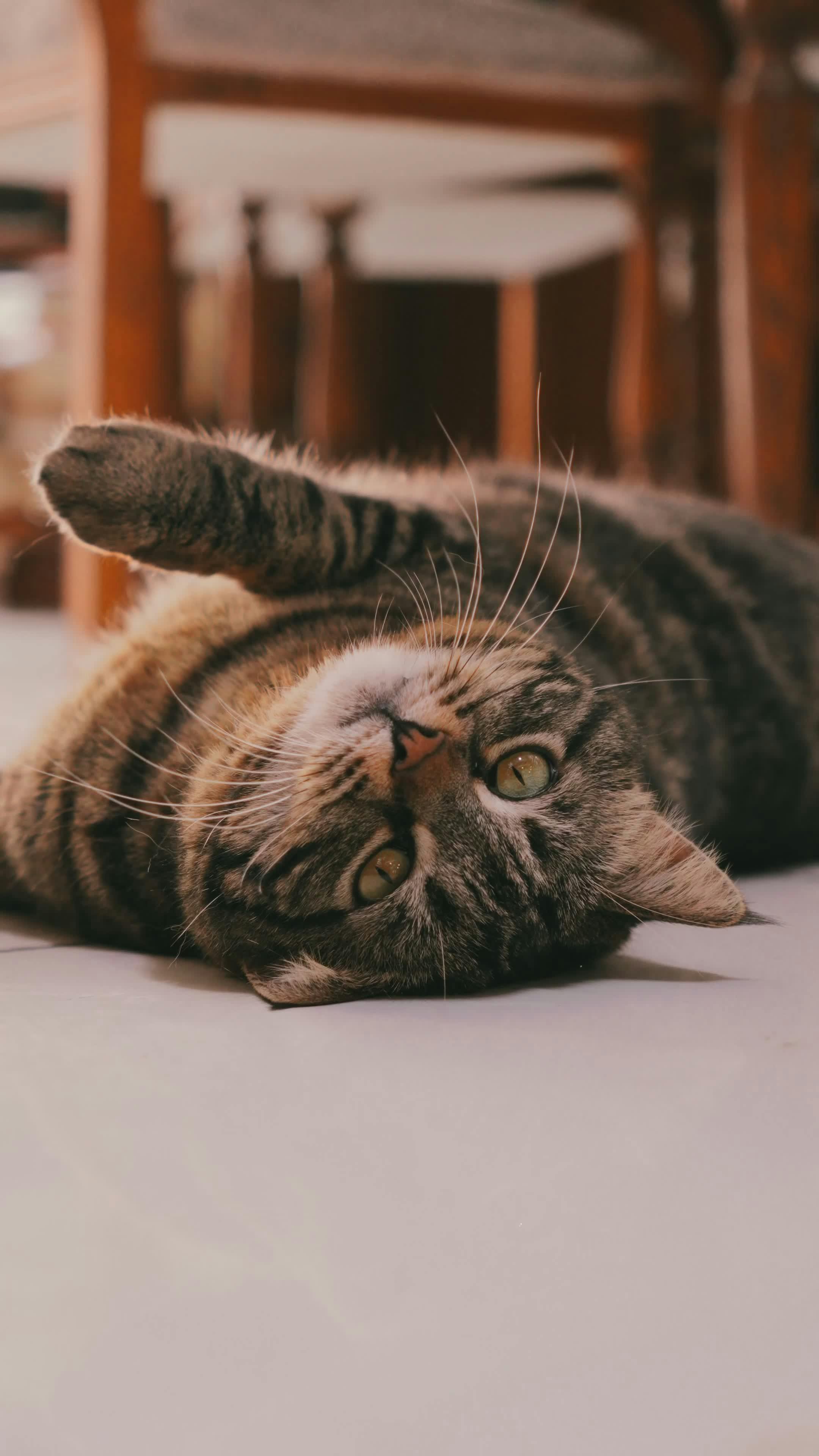 Xxc+Hd Videos, Download The BEST Free 4k Stock Video Footage & Xxc+Hd ...