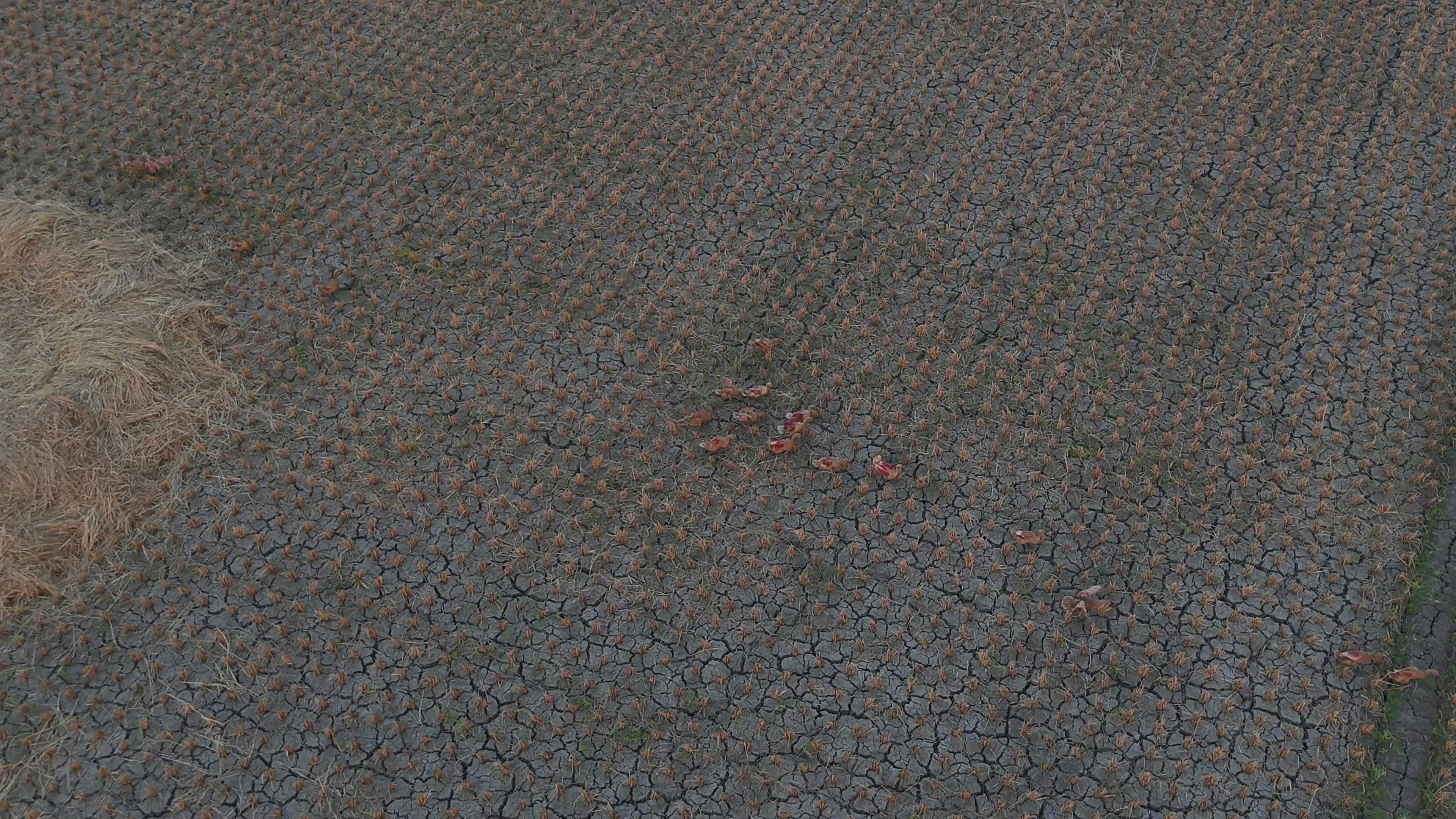 Crop Damage Videos, Download The BEST Free 4k Stock Video Footage ...