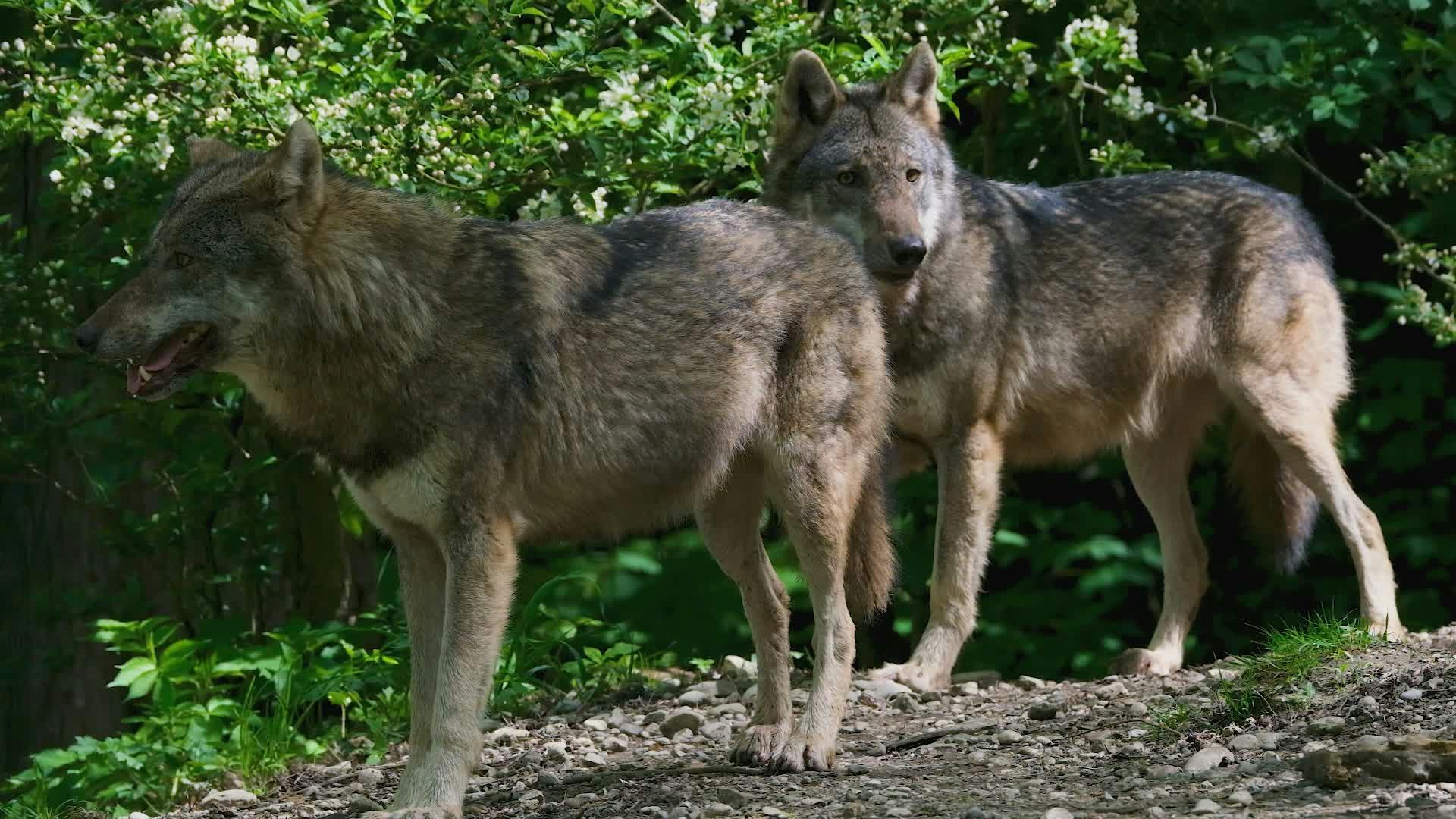 Two Gray Wolves in Natural Woodland Habitat Free Stock Video Footage ...