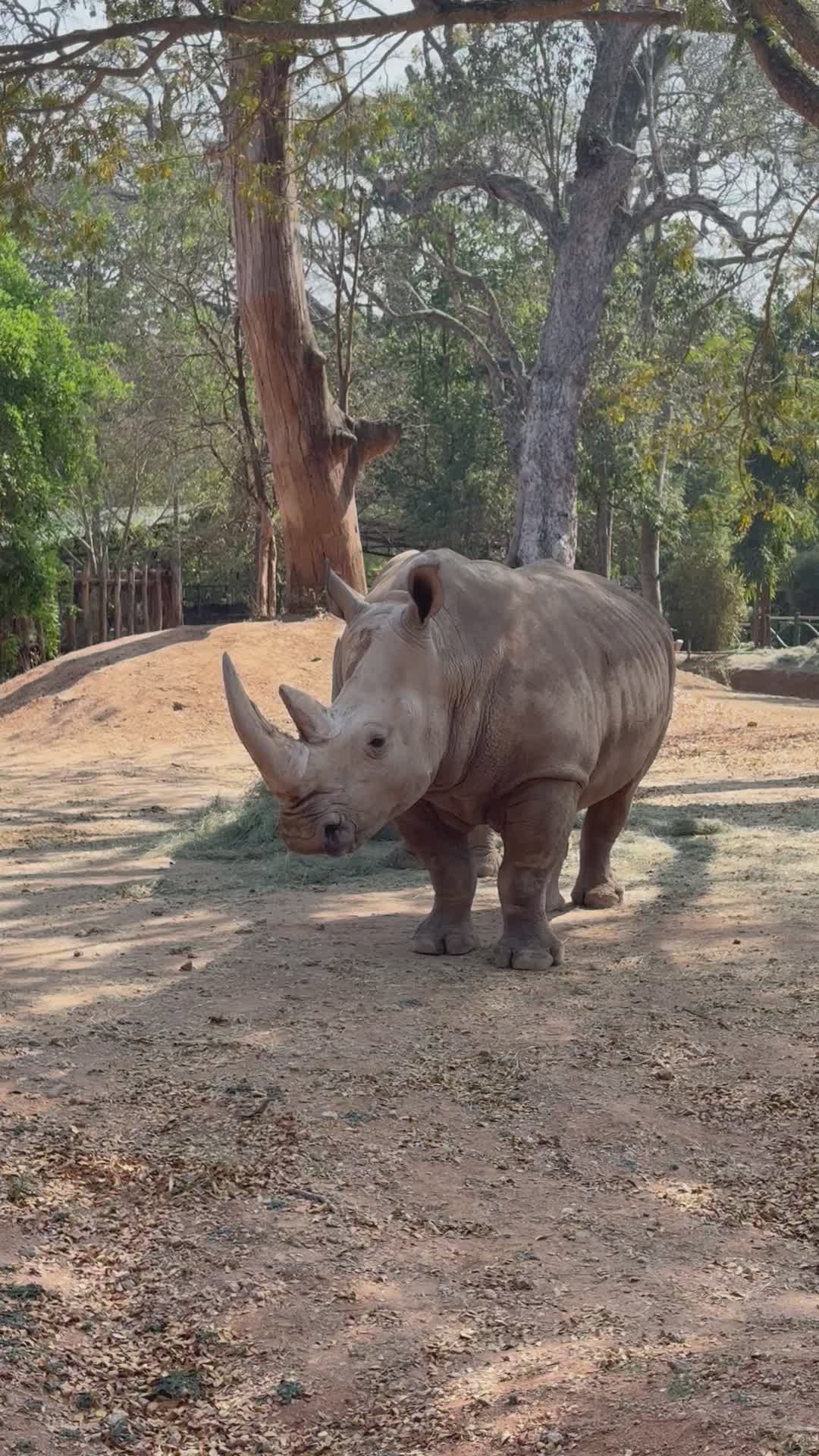 Zoo With Grass Videos, Download The BEST Free 4k Stock Video Footage ...