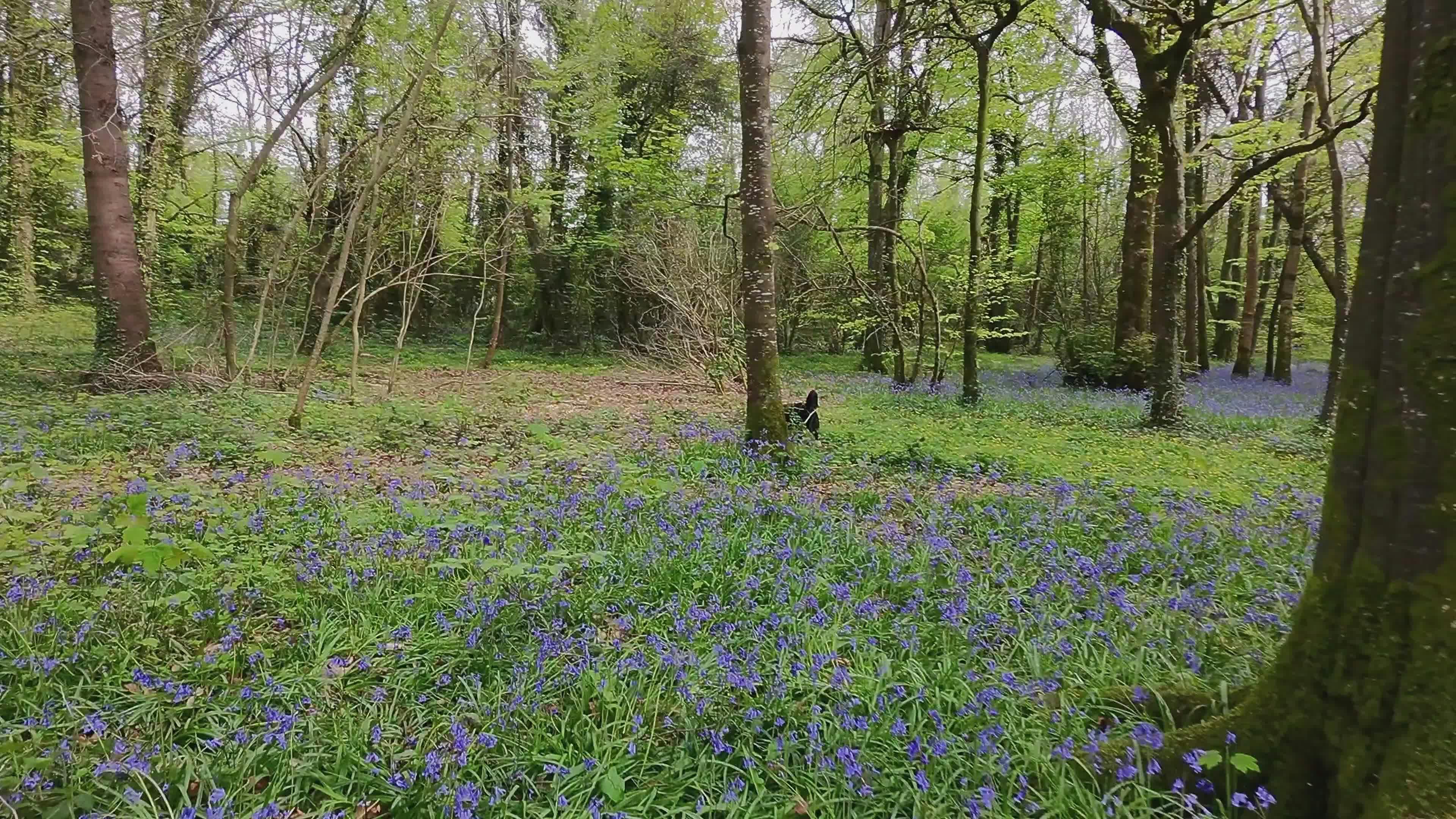 Pog Dog Videos, Download The BEST Free 4k Stock Video Footage & Pog Dog ...