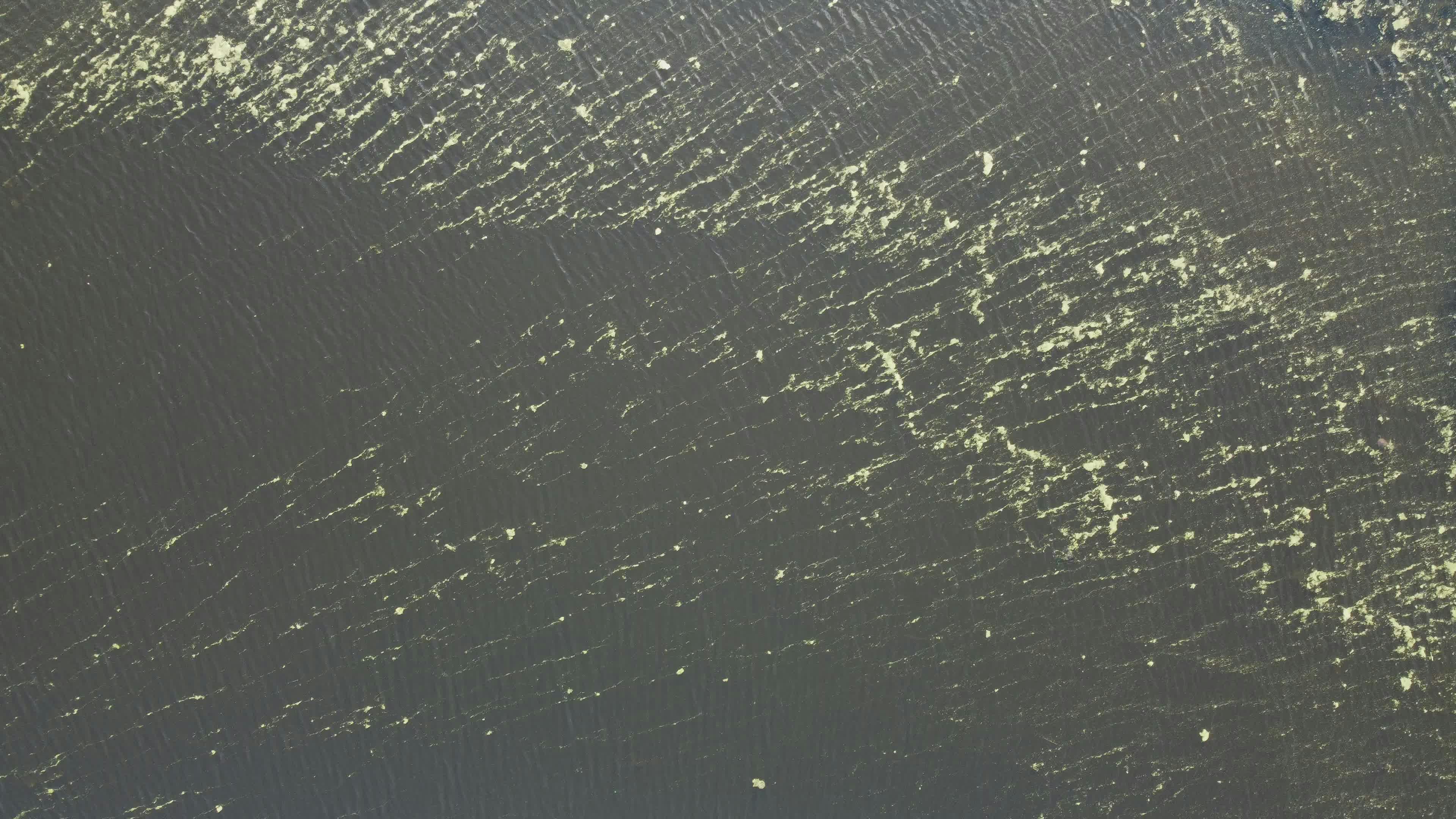 Turaco Algae Videos, Download The BEST Free 4k Stock Video Footage & Turaco Algae HD Video Clips