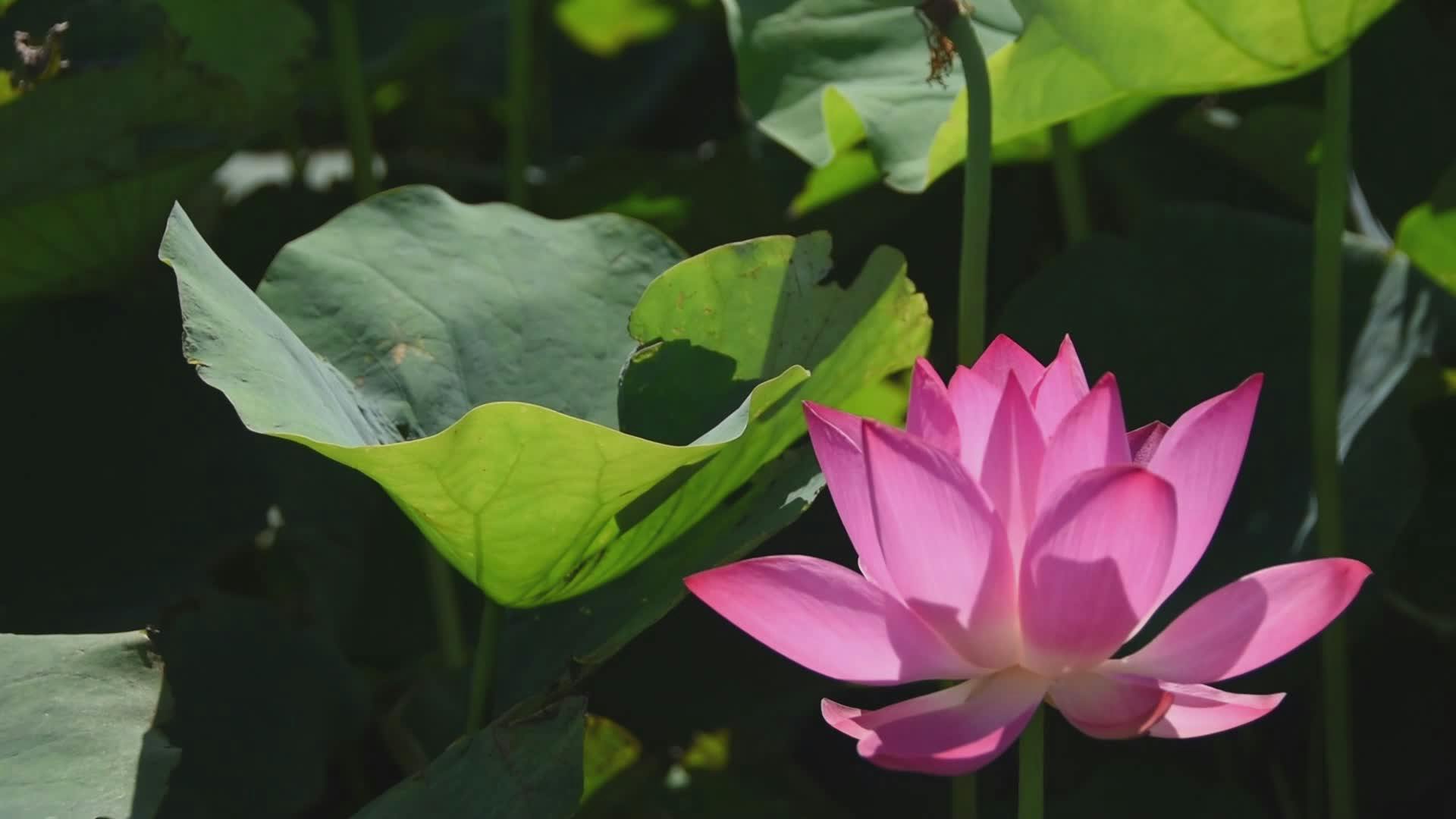 Tratamiento De Spa Videos, Download The BEST Free 4k Stock Video ...