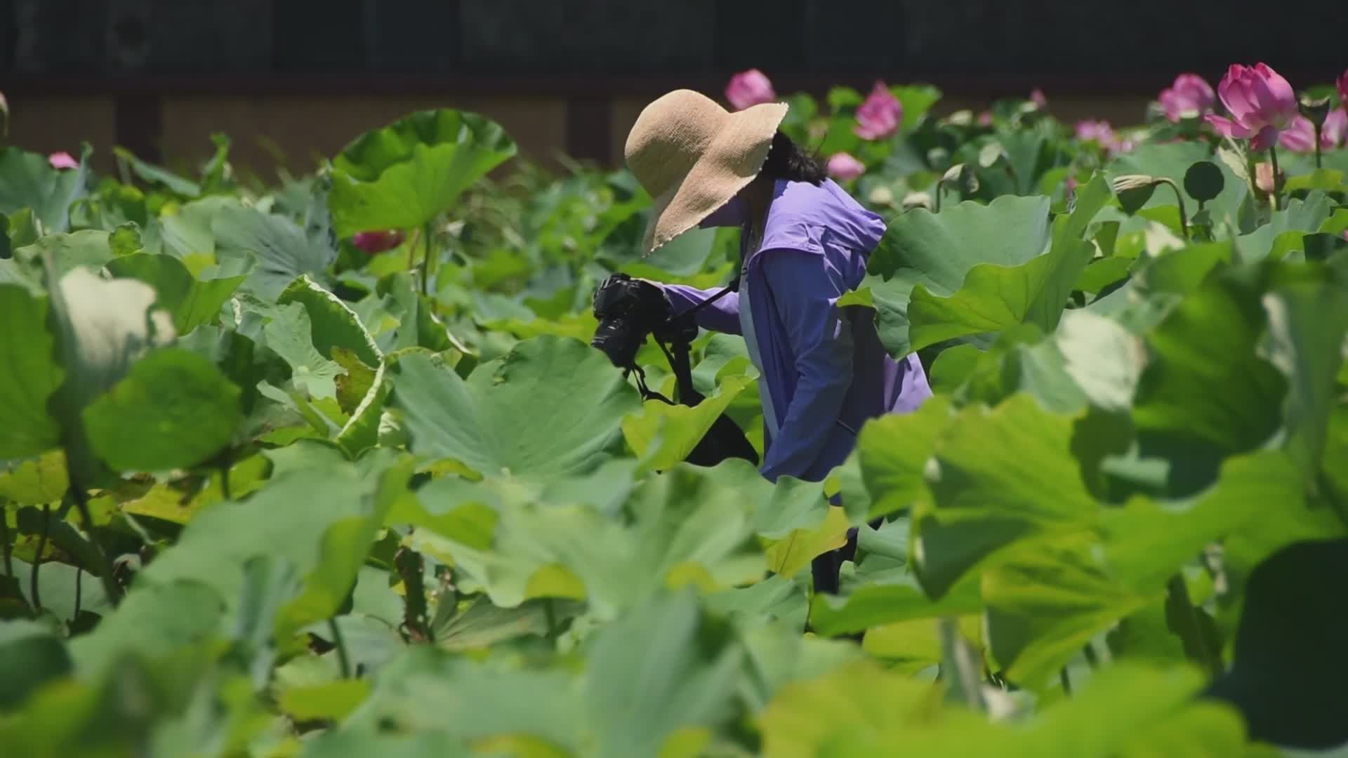 A Woman Walking In The Field Of Flowers Free Stock Video Footage ...