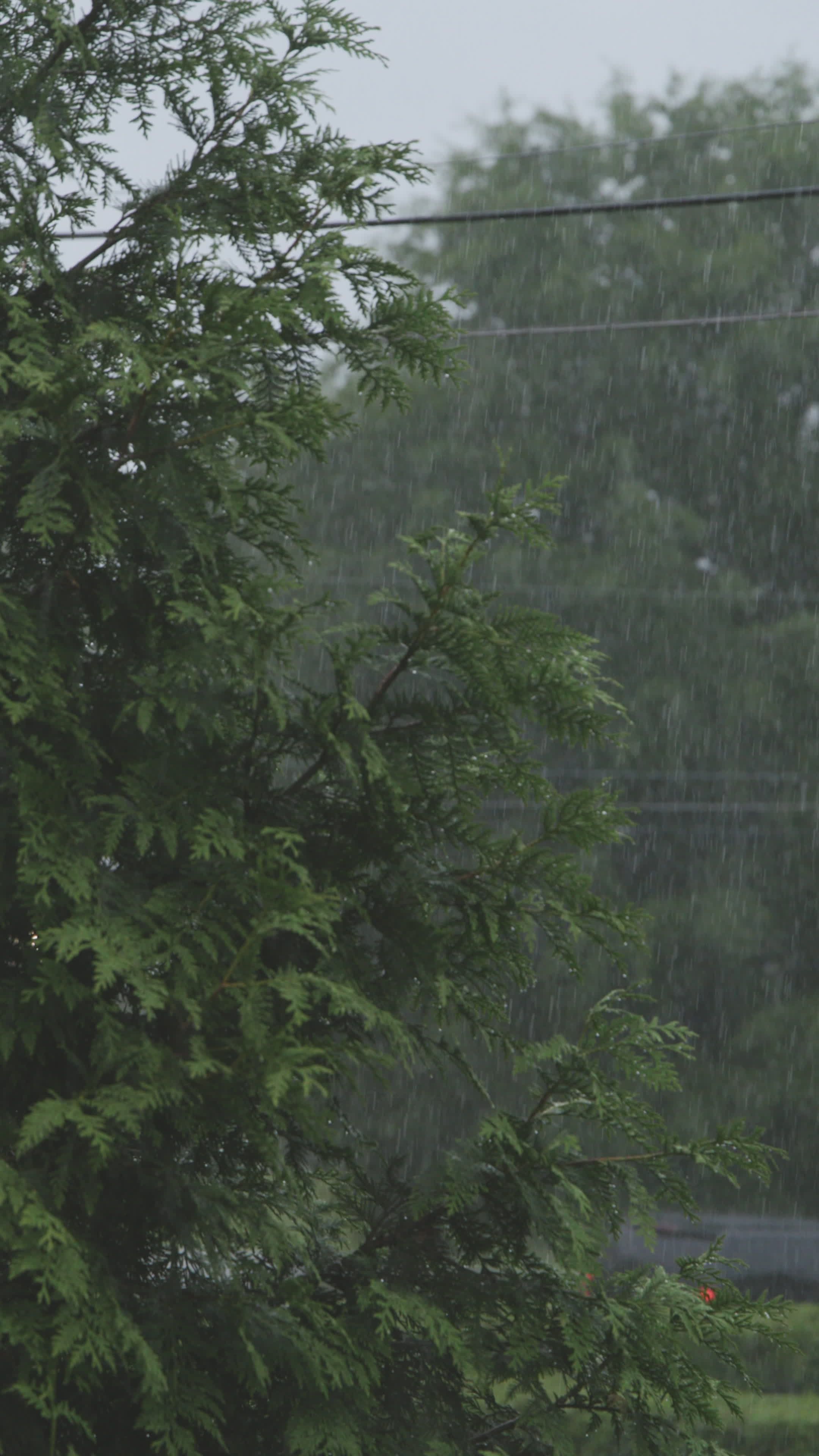 Serene Summer Rain Gently Falling on Trees Free Stock Video Footage ...