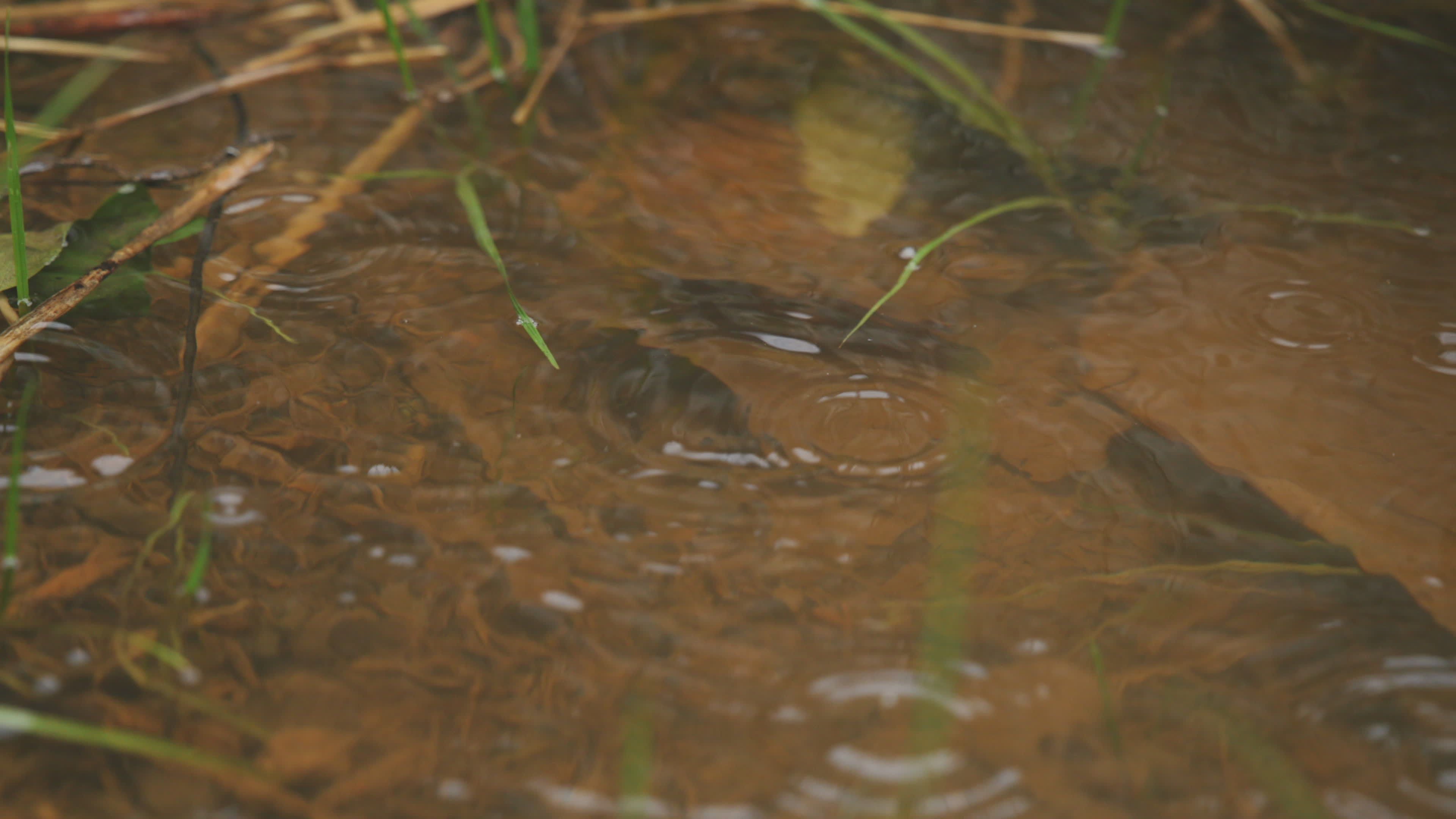 Raindrops on Forest Stream Surface Free Stock Video Footage, Royalty ...