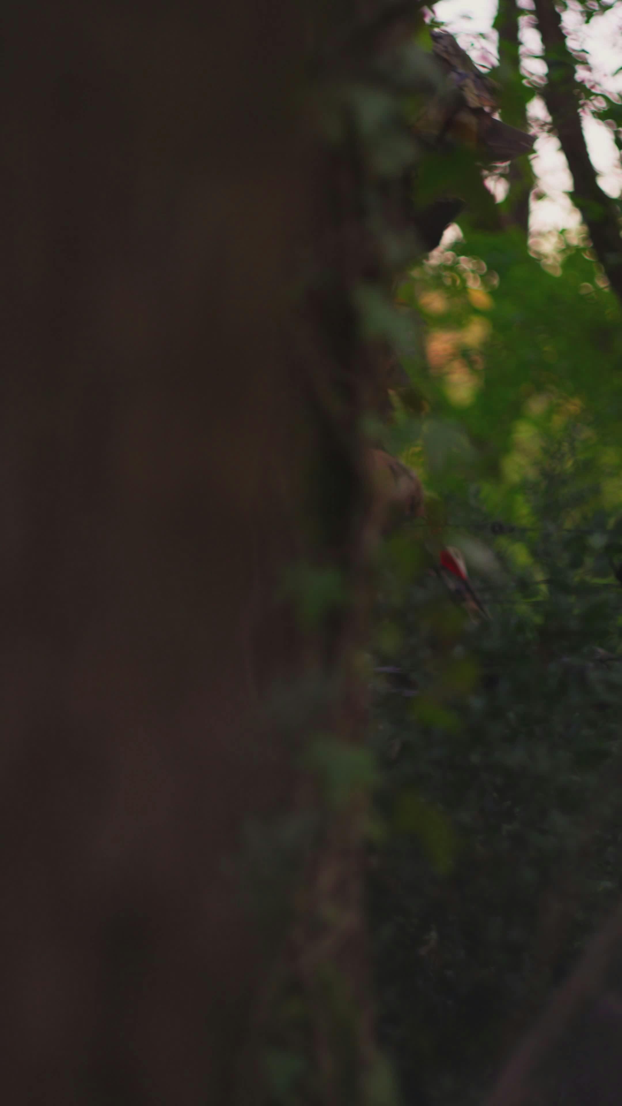 Hunt In Forest Videos, Download The BEST Free 4k Stock Video Footage ...