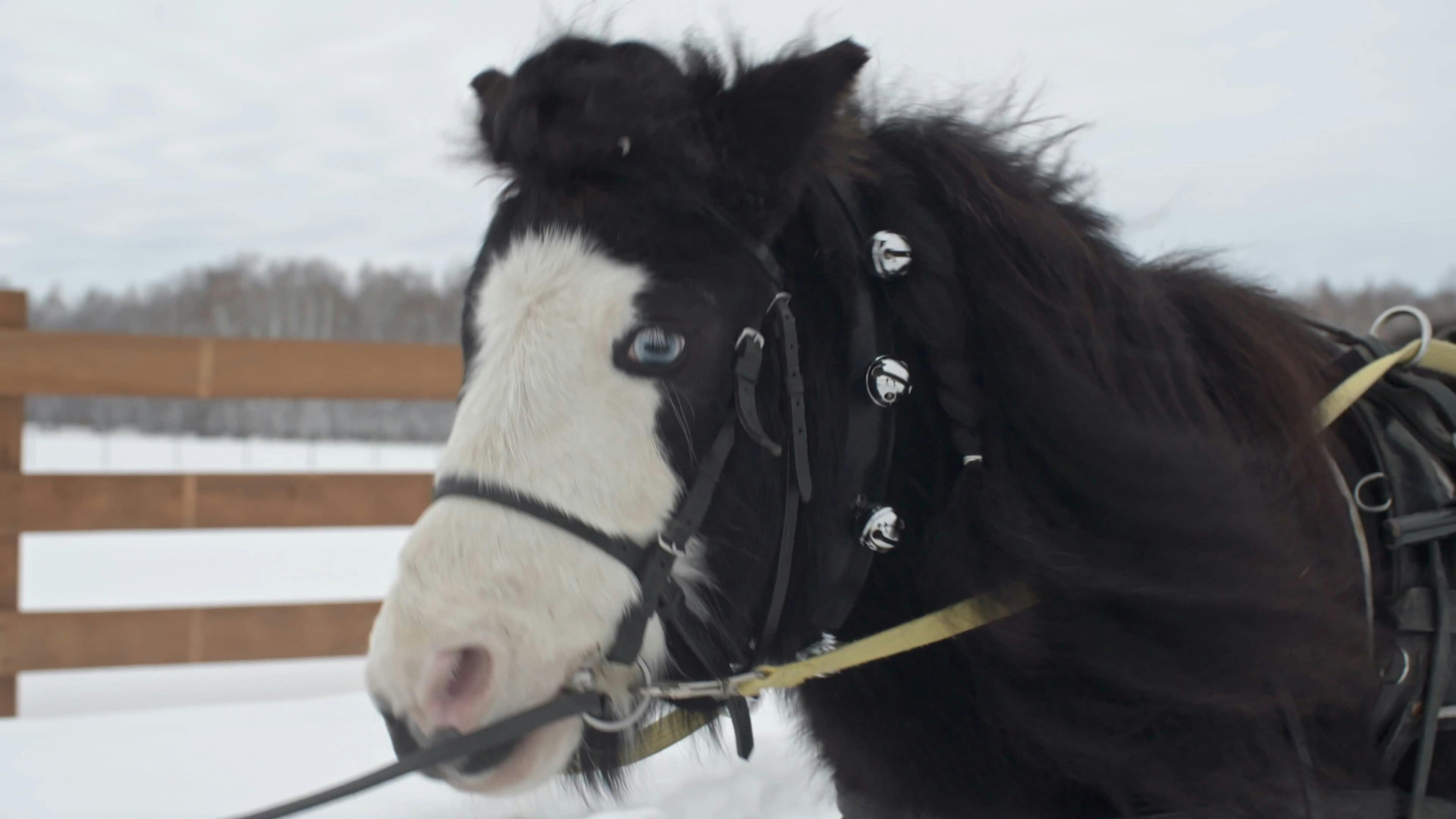 Horse Carriage Videos, Download The BEST Free 4k Stock Video Footage ...