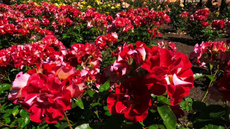 Rose Videos, Download The BEST Free 4k Stock Video Footage & Rose HD ...